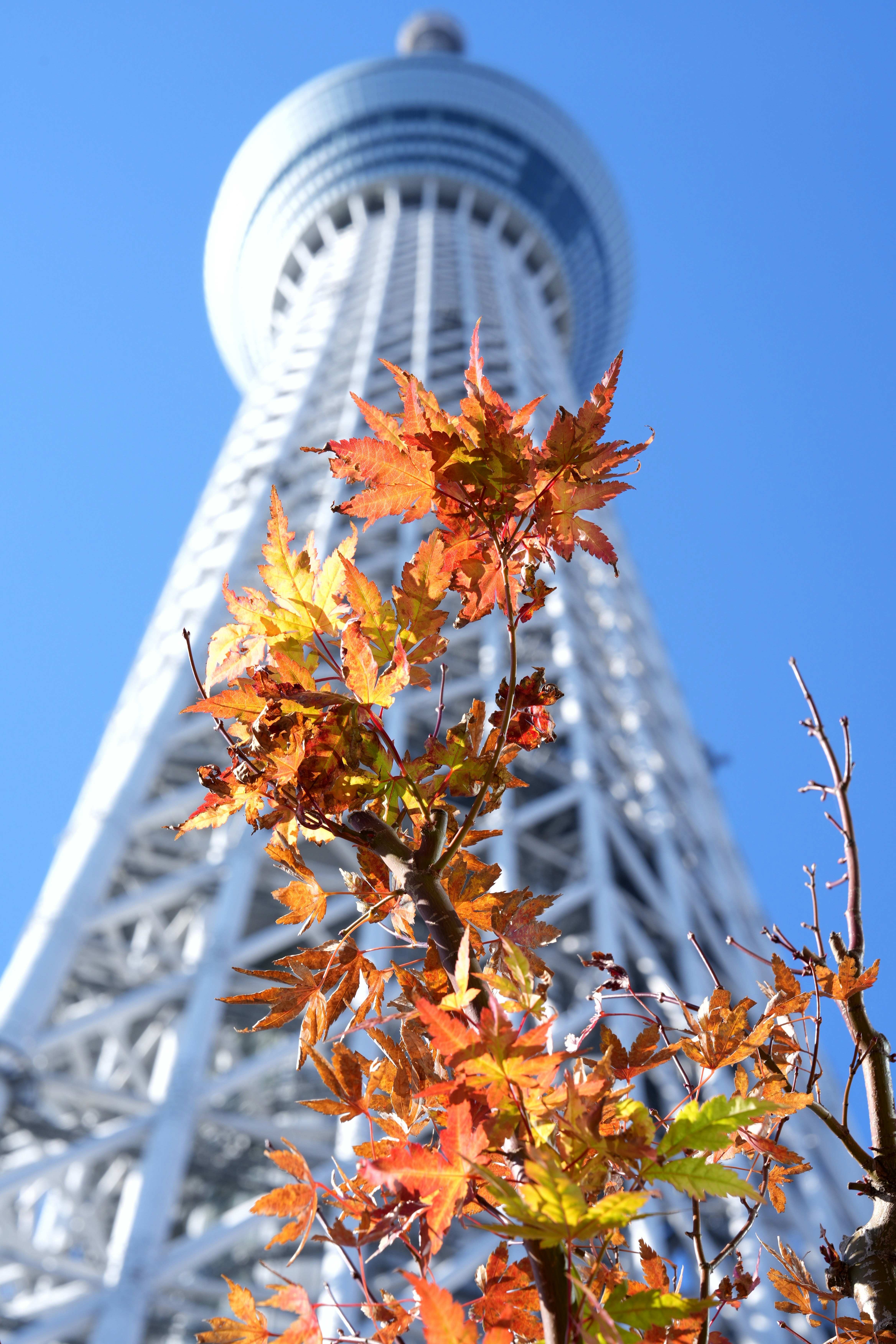 Autumn Ember Framing a Skyward Steel Tower