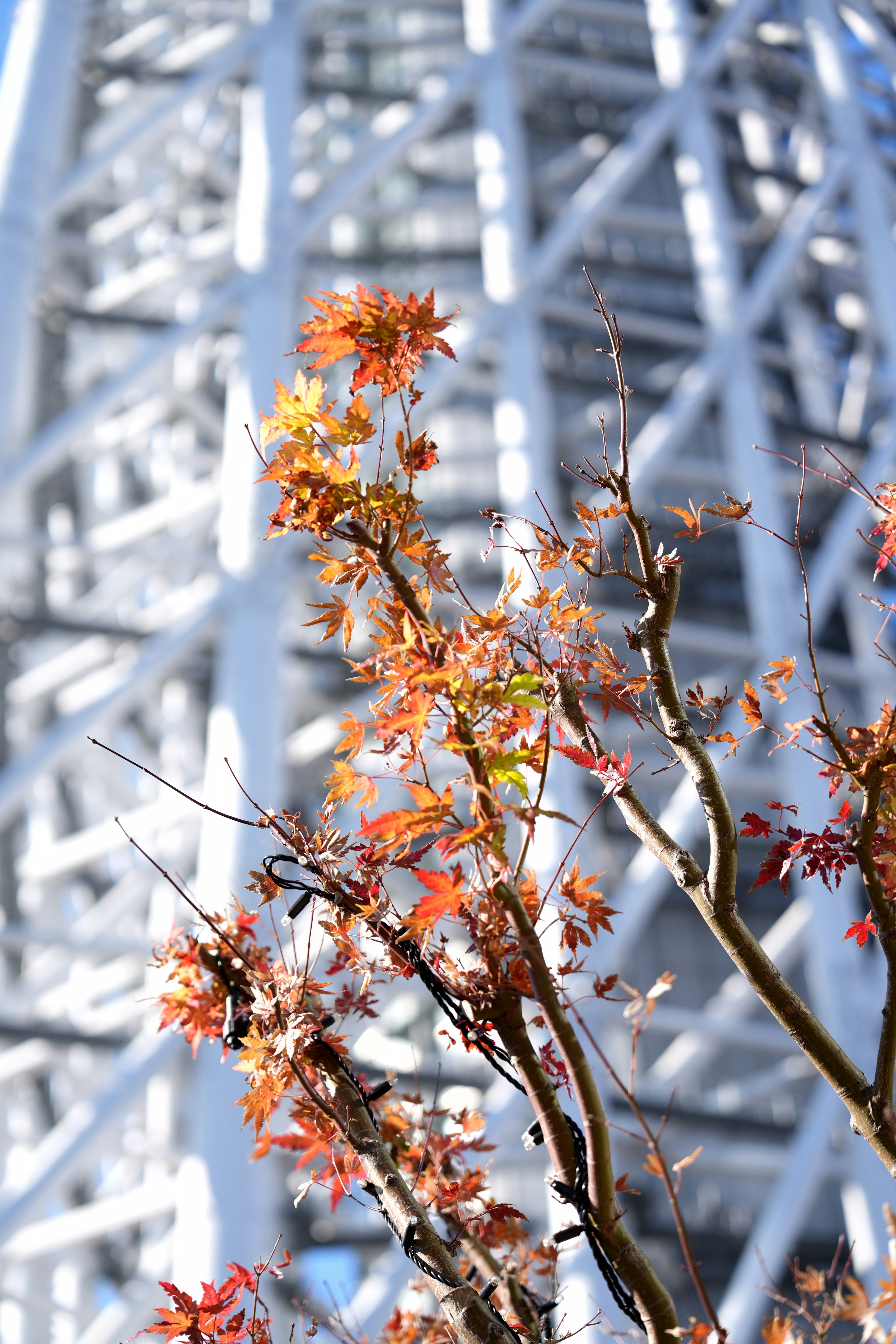 Crimson Leaves Framing a Steel Skyline