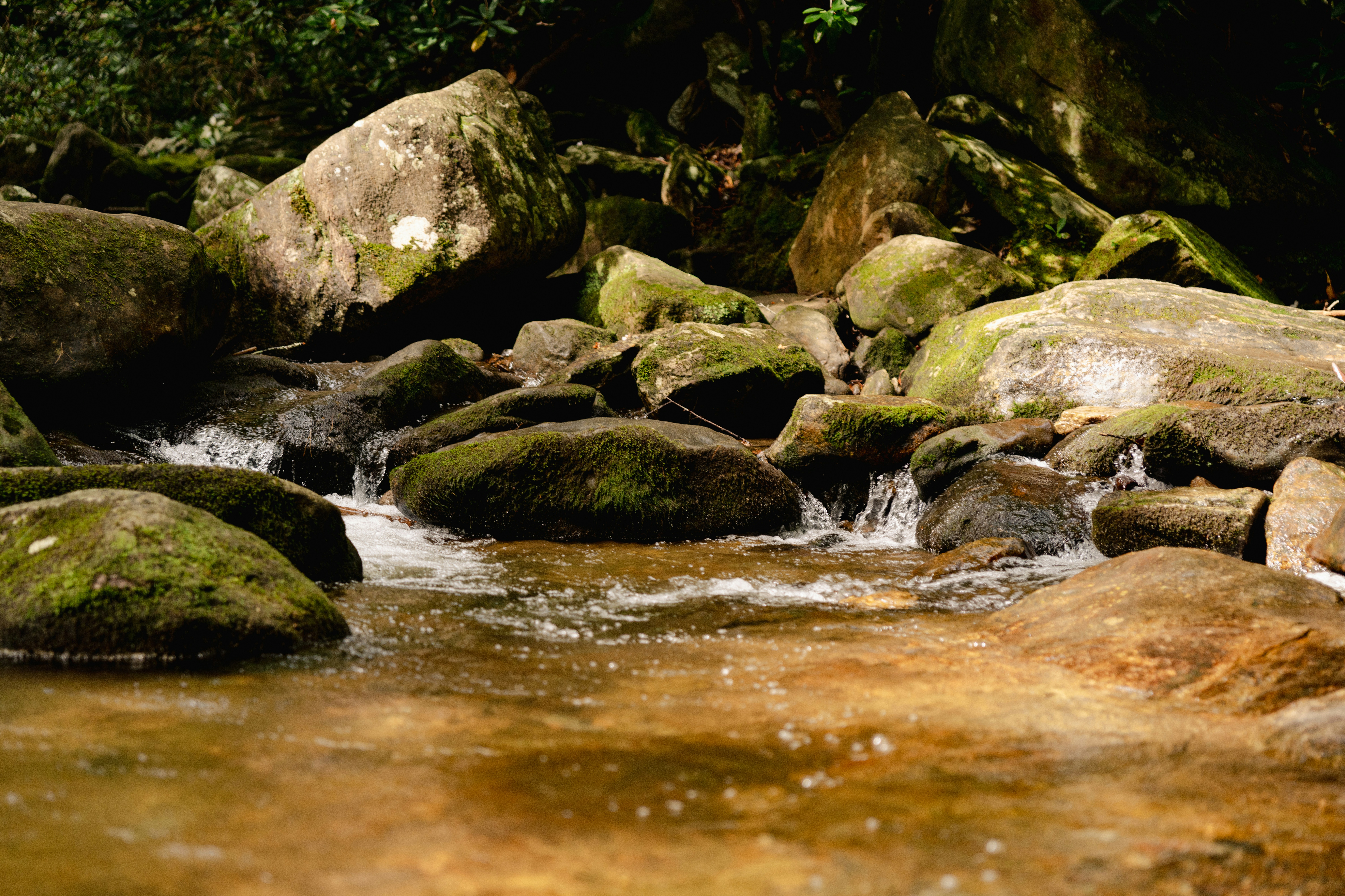 Photo by Jeremiah Chambers with Sony Alpha 7R IVA