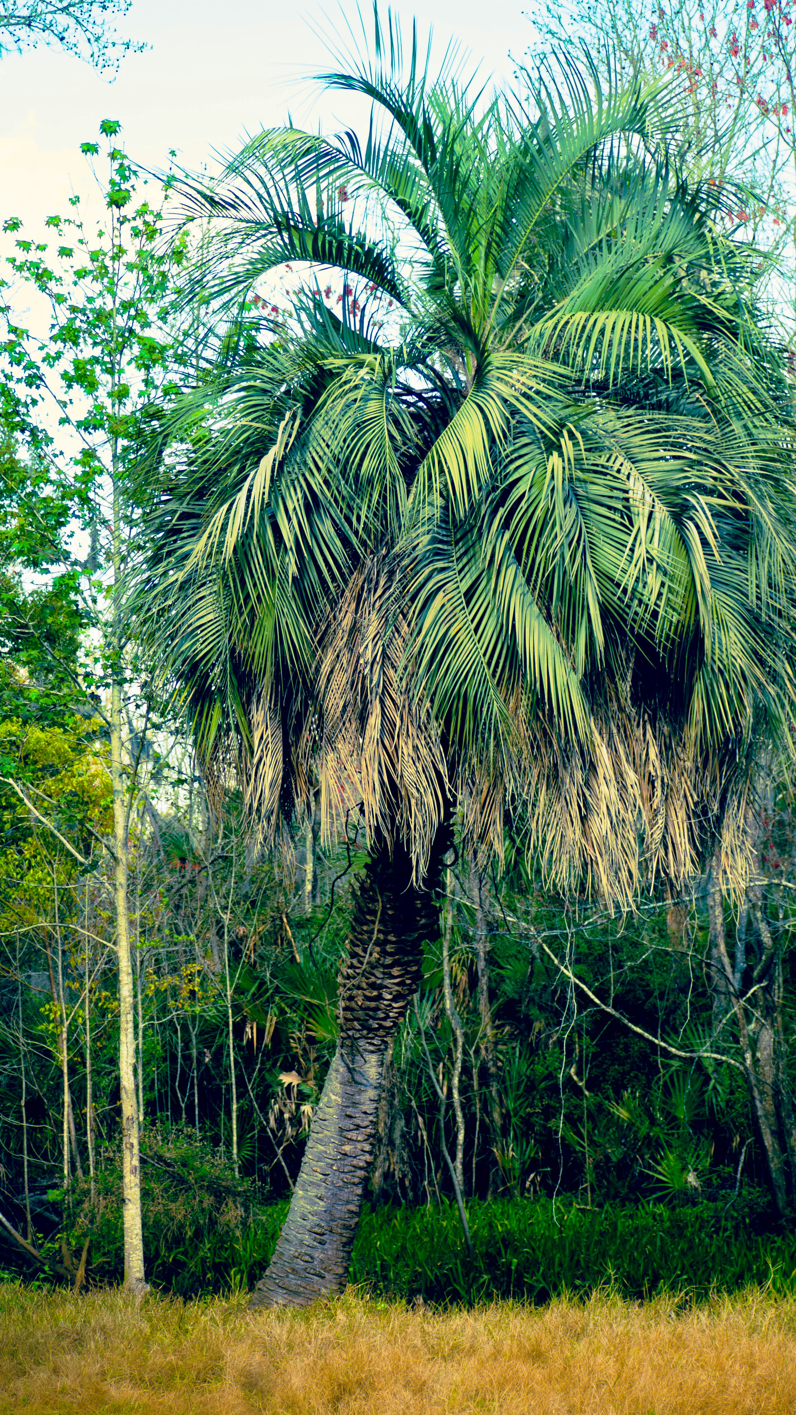 Leaning Palm Crown Rising Over a Quiet Tropical Understory