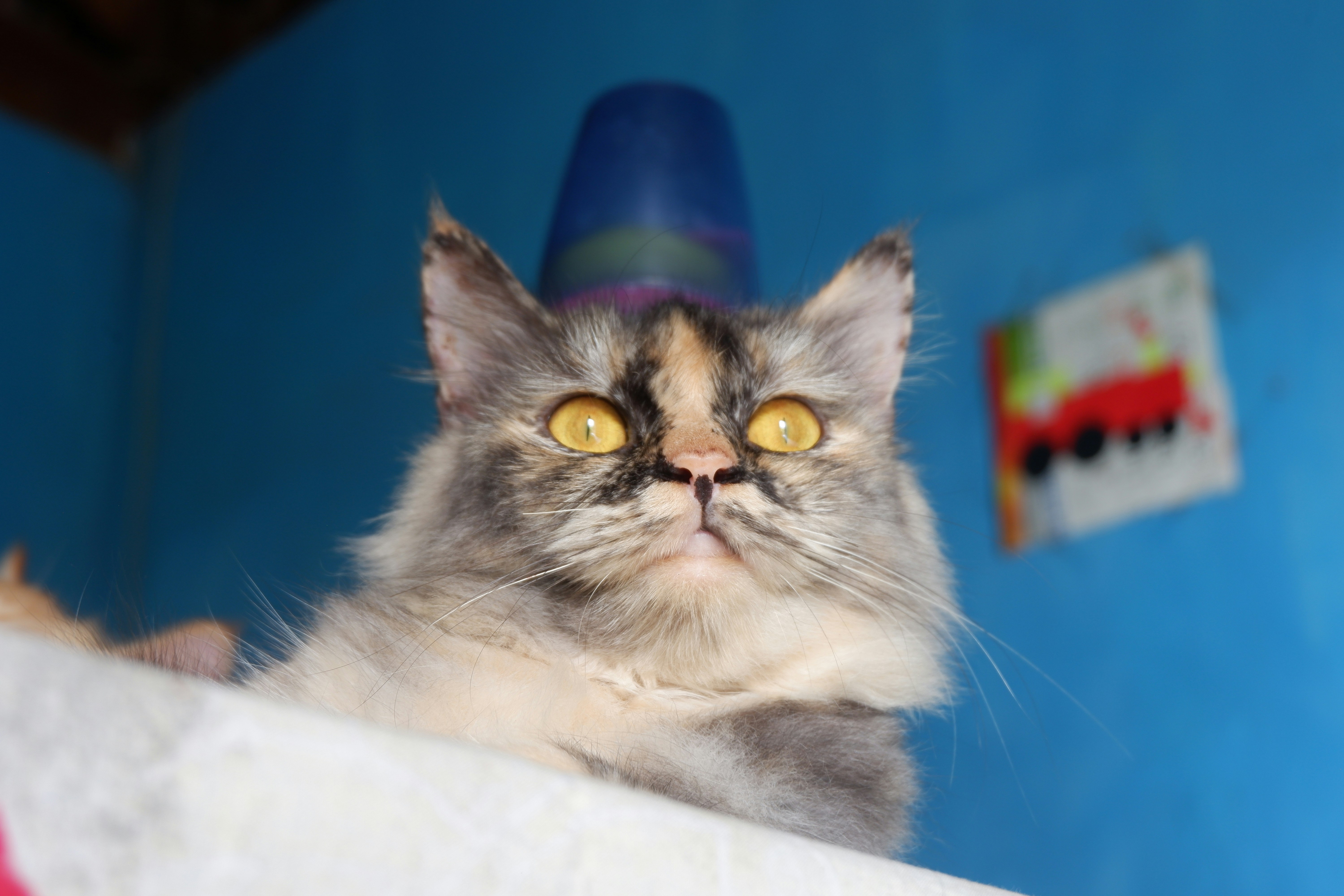 A cat with a party hat on top of it's head