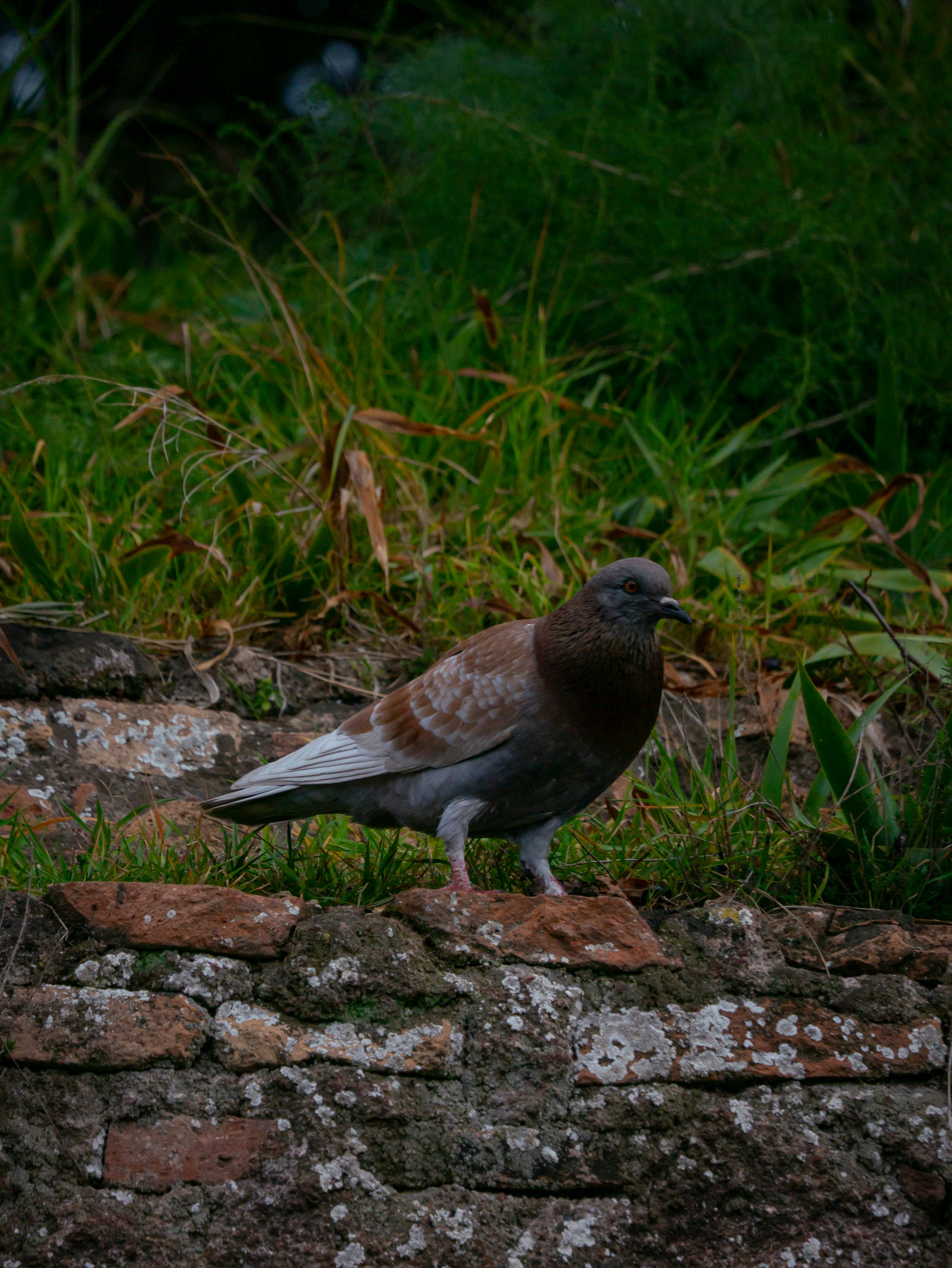 Pigeon on weathered brick and moss, early evening undergrowth