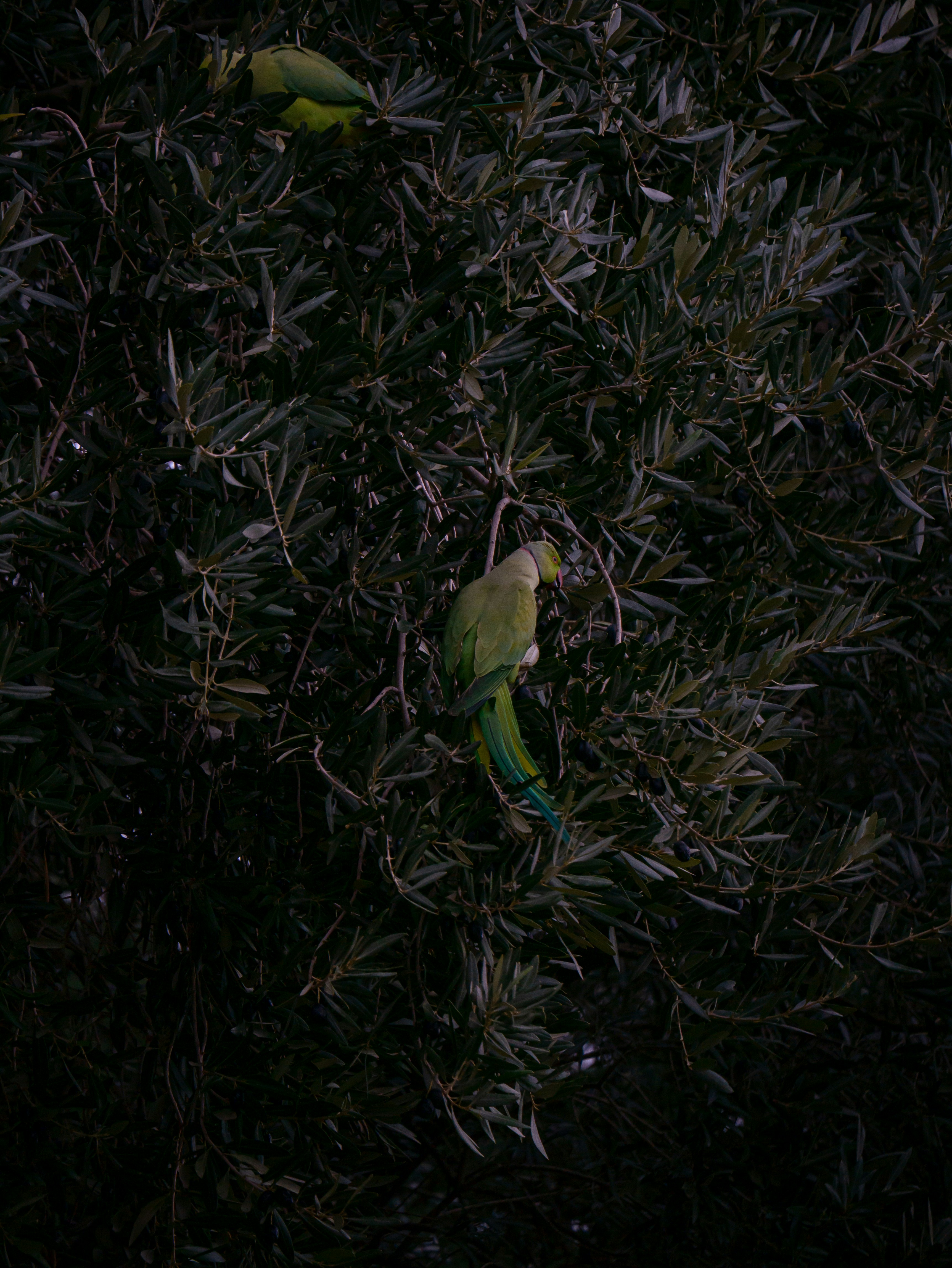 Midnight Green: A Parrot Amid Olive