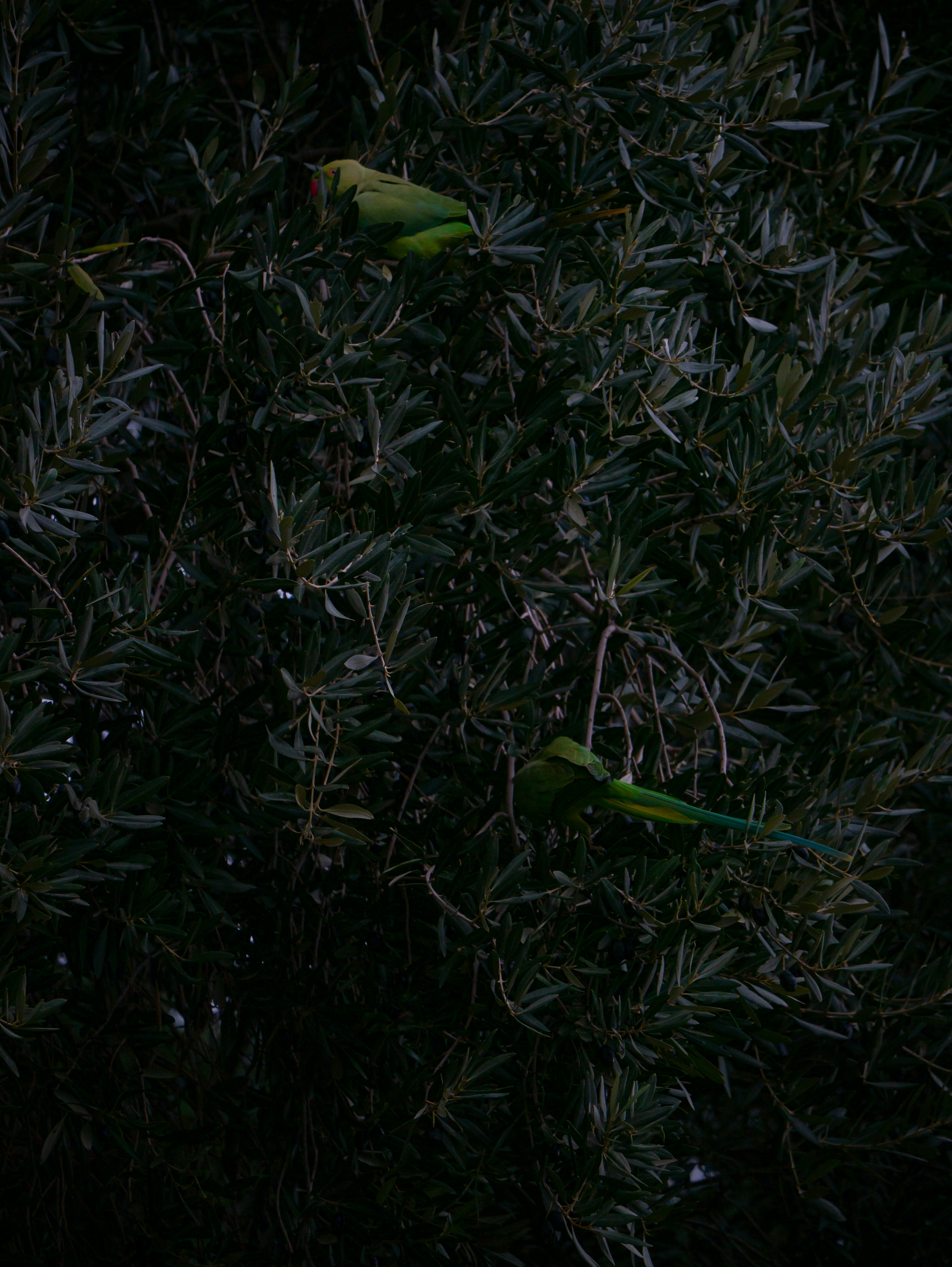 Two parakeets sitting on a tree branch at night photo – Free Wallpaper ...