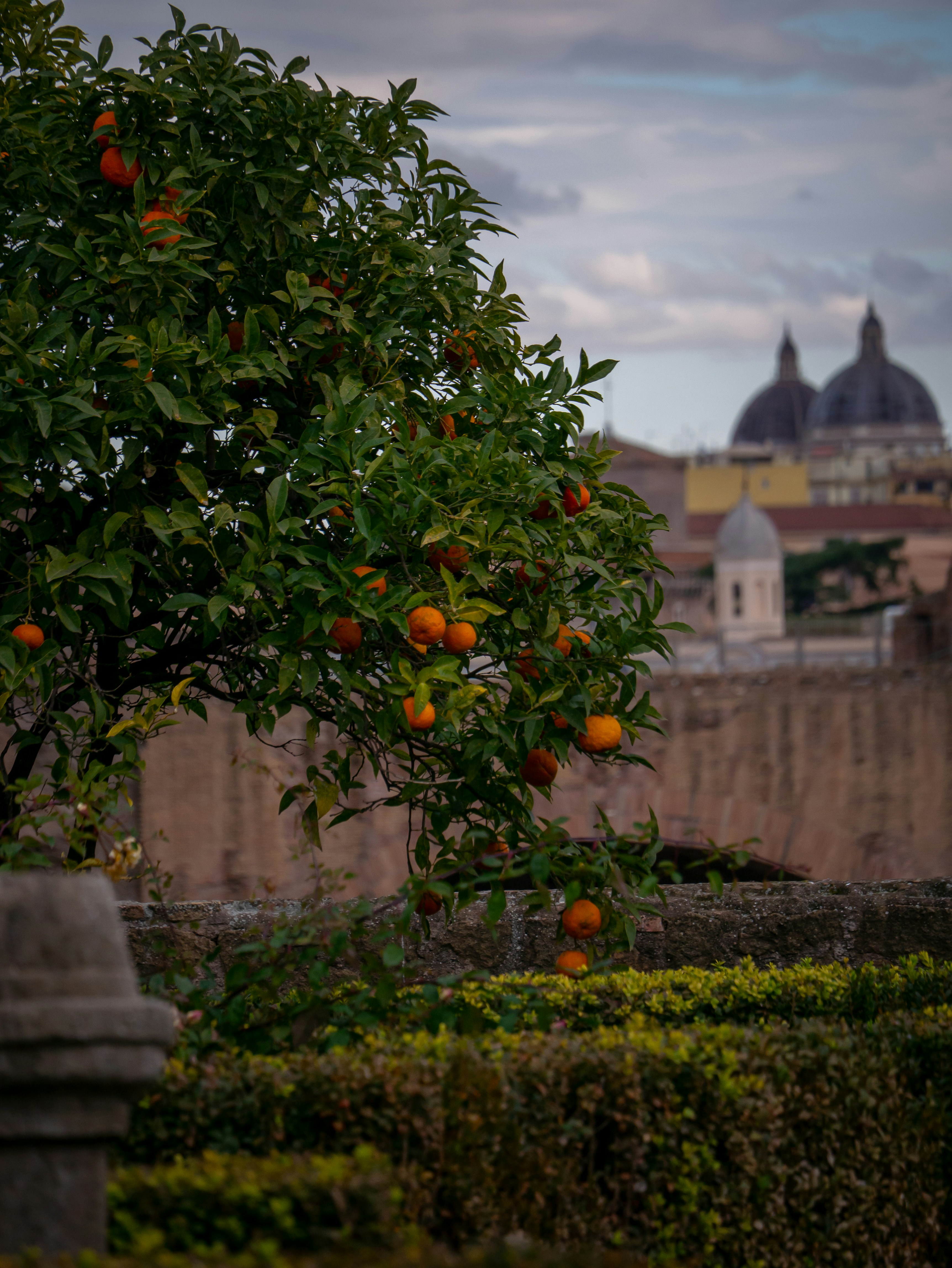 Oranges on the Rampart: Verdant Foreground, Domed Skyline in the Distance