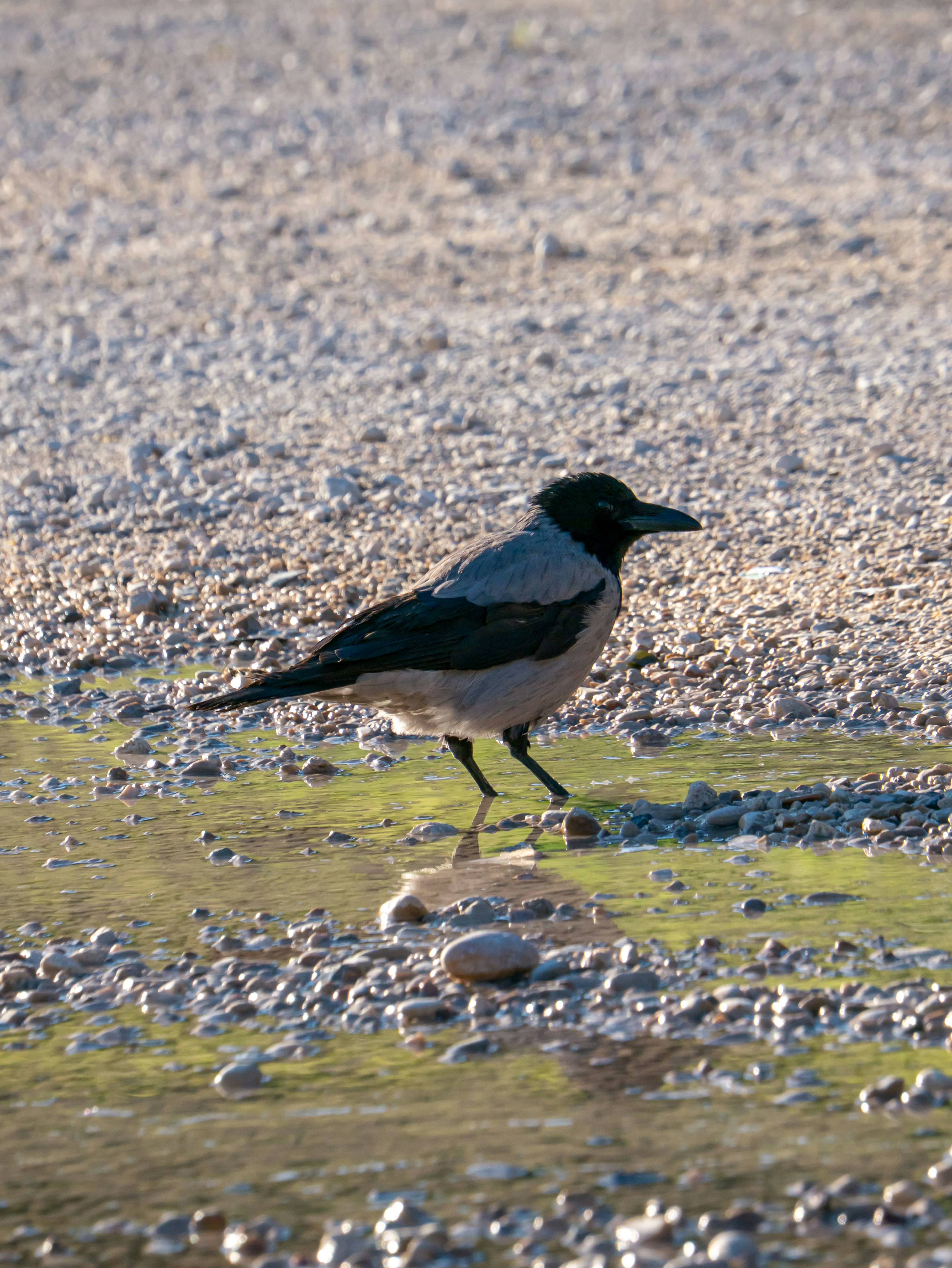 Hooded Crow on a Pebble-Strewn Shore in Quiet Golden Light