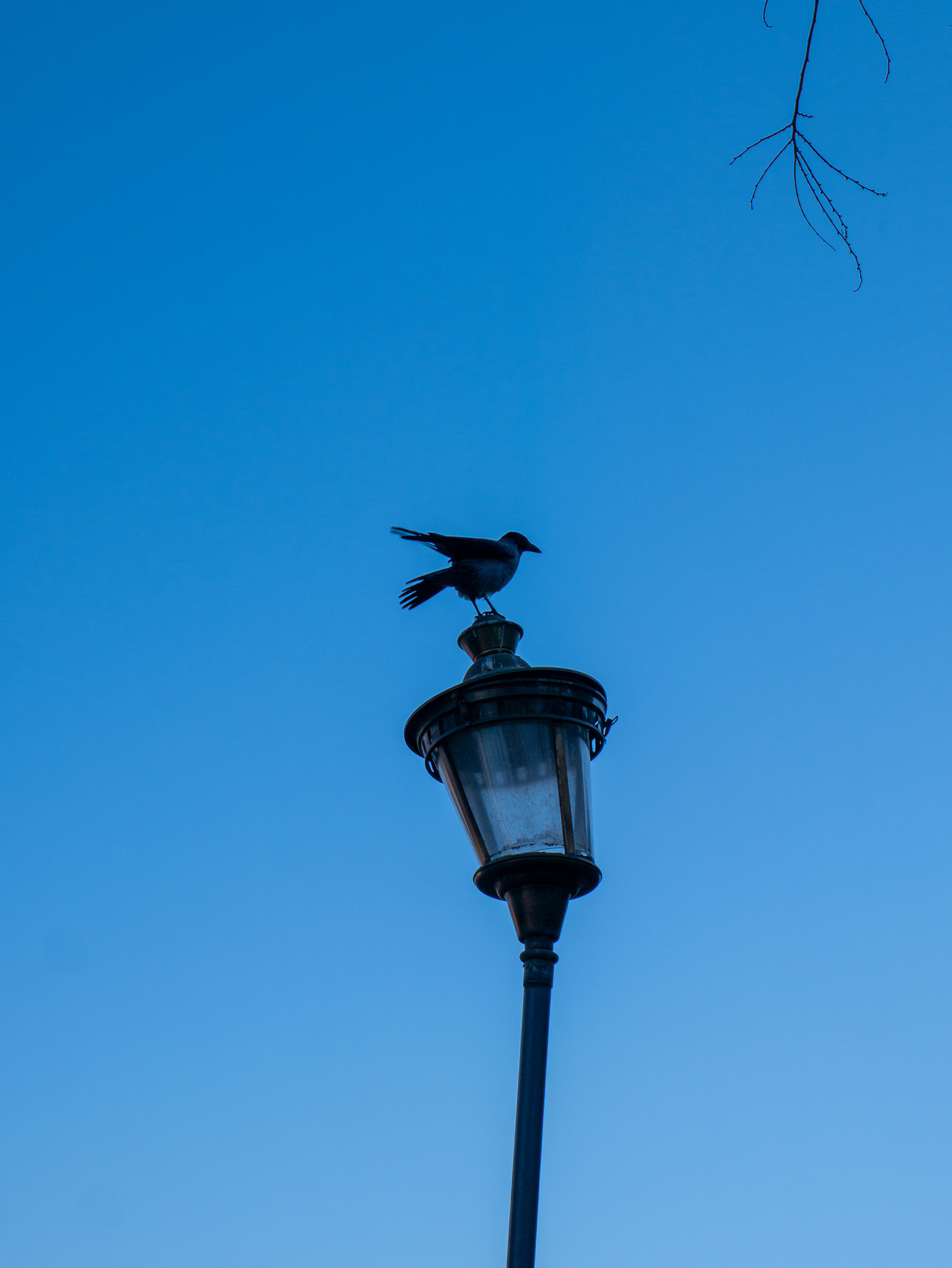 Crow Perched on a Vintage Lantern Against a Clear Azure Sky
