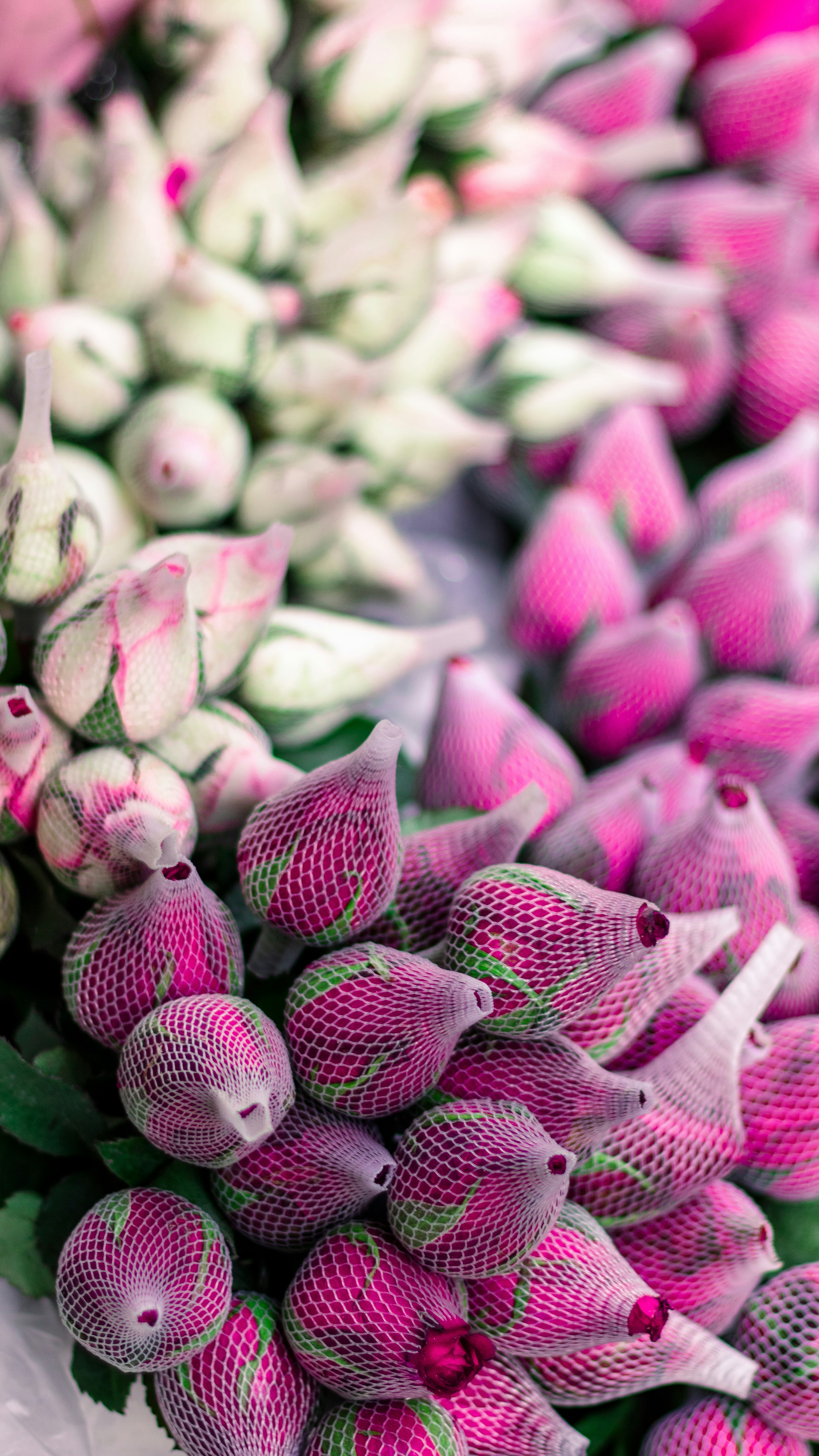 Pink Buds in Mesh Wrap: A Close-Up of Market Bouquets