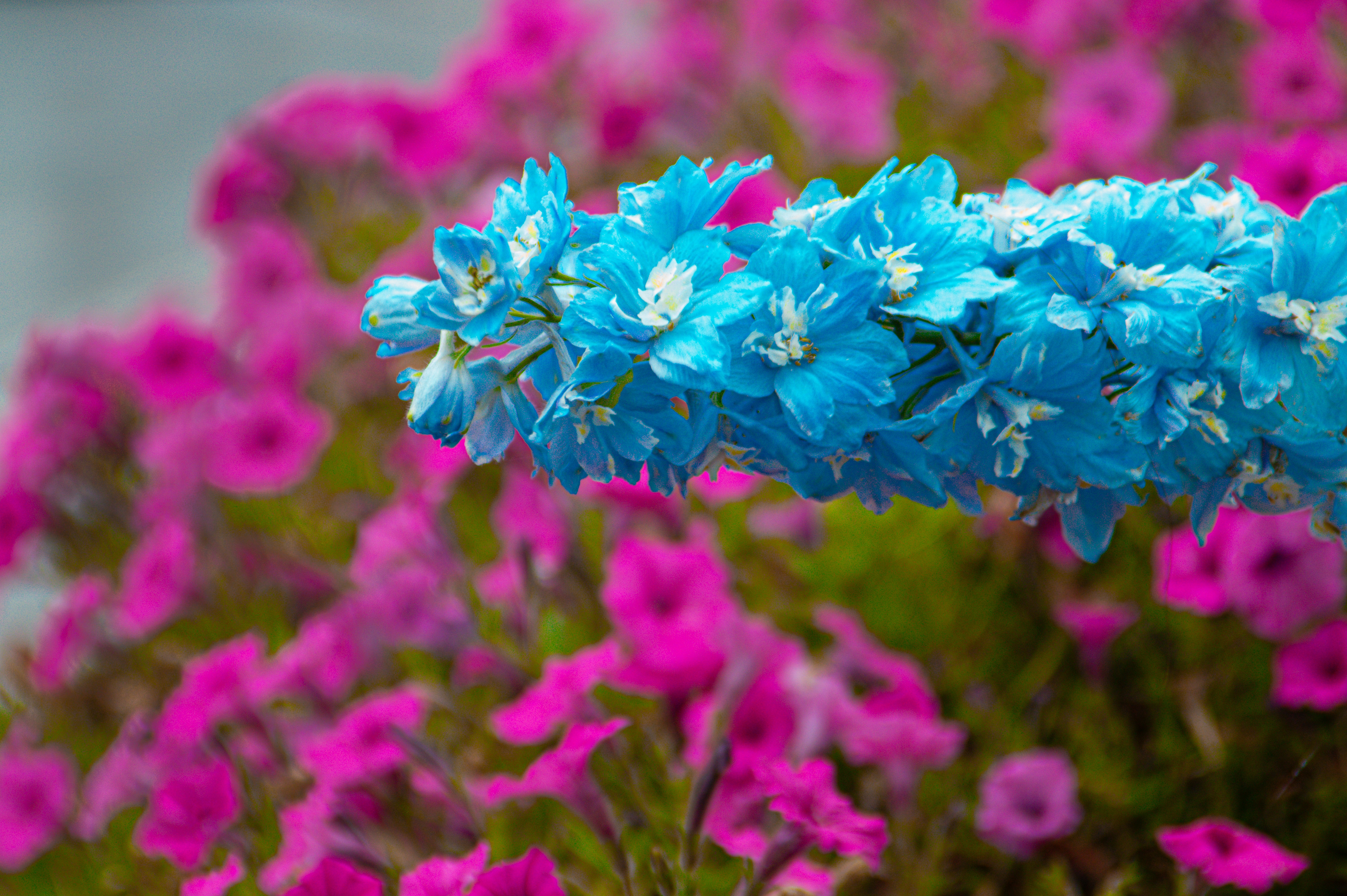 Blue Delphinium Pop: Crisp Detail Amid Magenta Haze