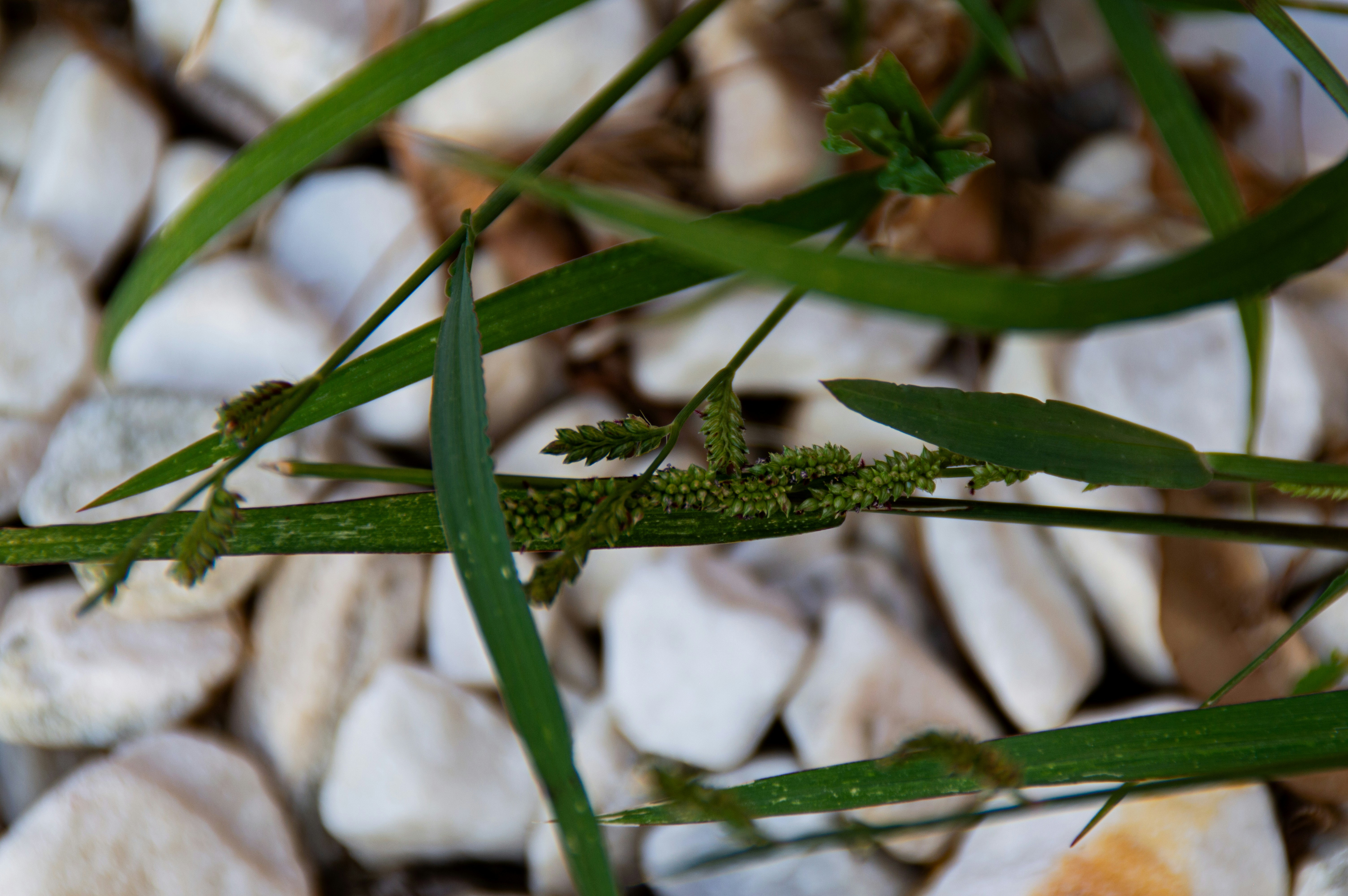 Verdant Thread: A Mossy Green Sliver Clinging to a Grass Blade Over a Pebble Bed