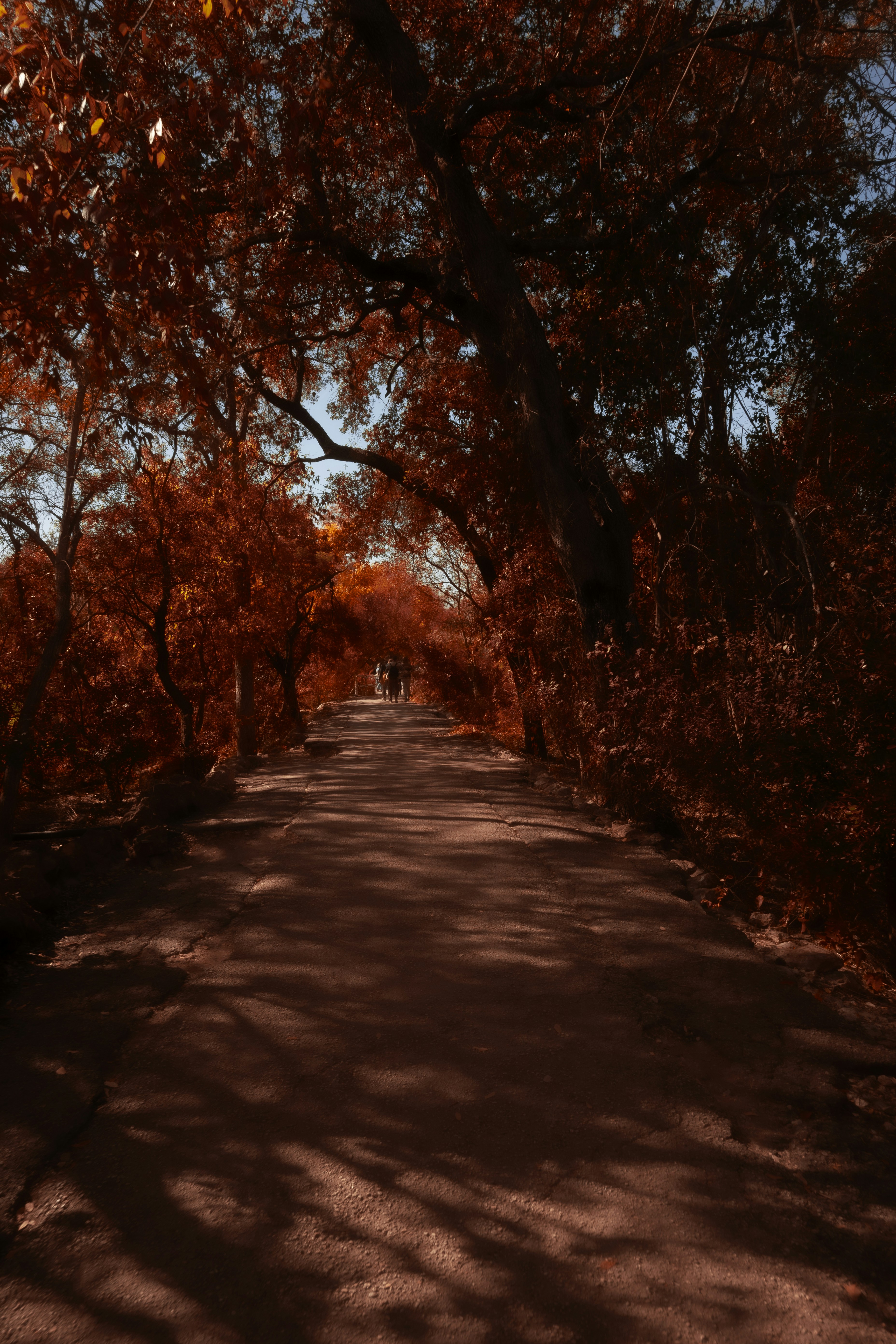 Two Figures on a Dappled Autumn Path Under a Velvet Canopy