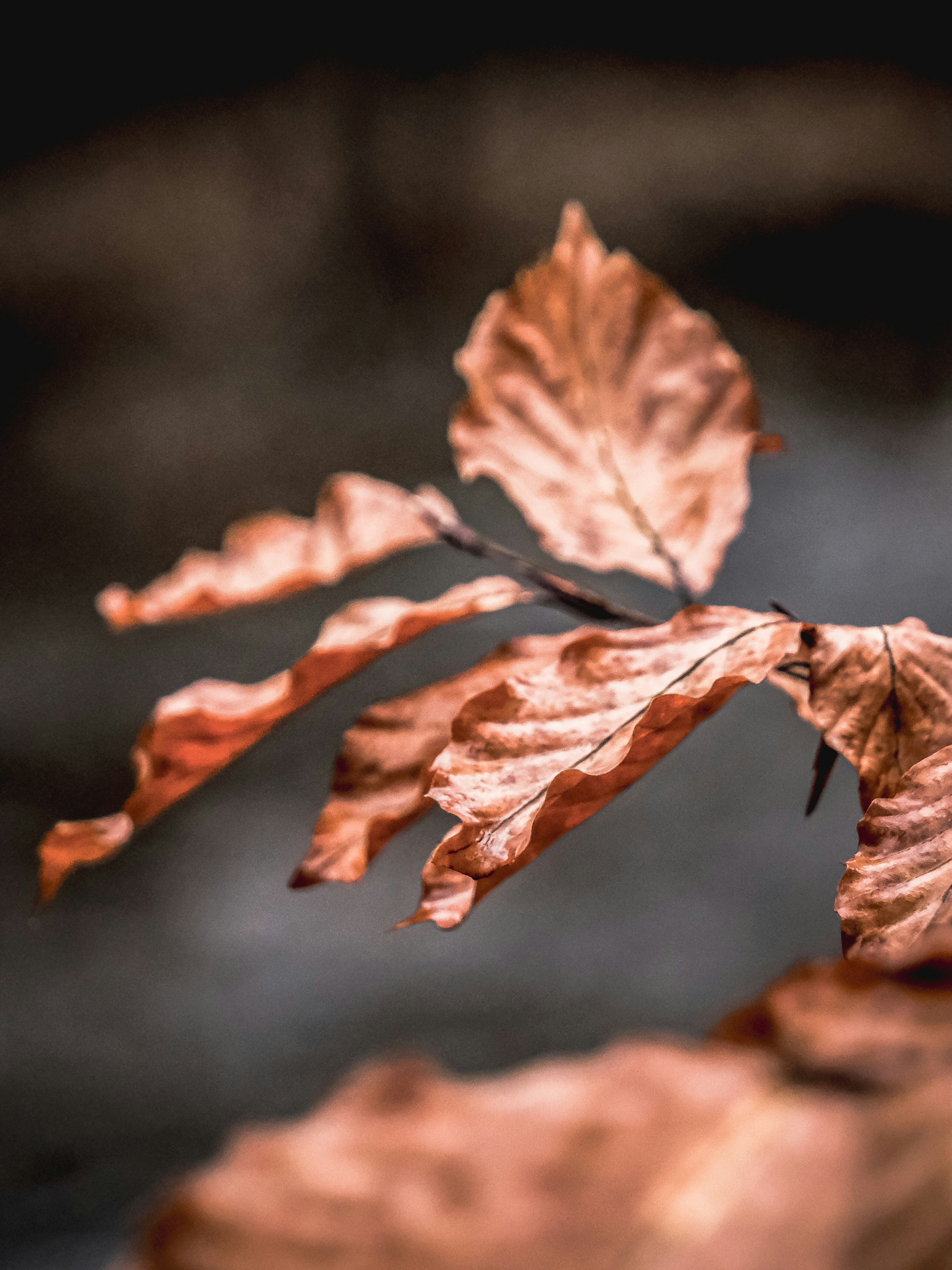 Whisper of Autumn's Last Leaves