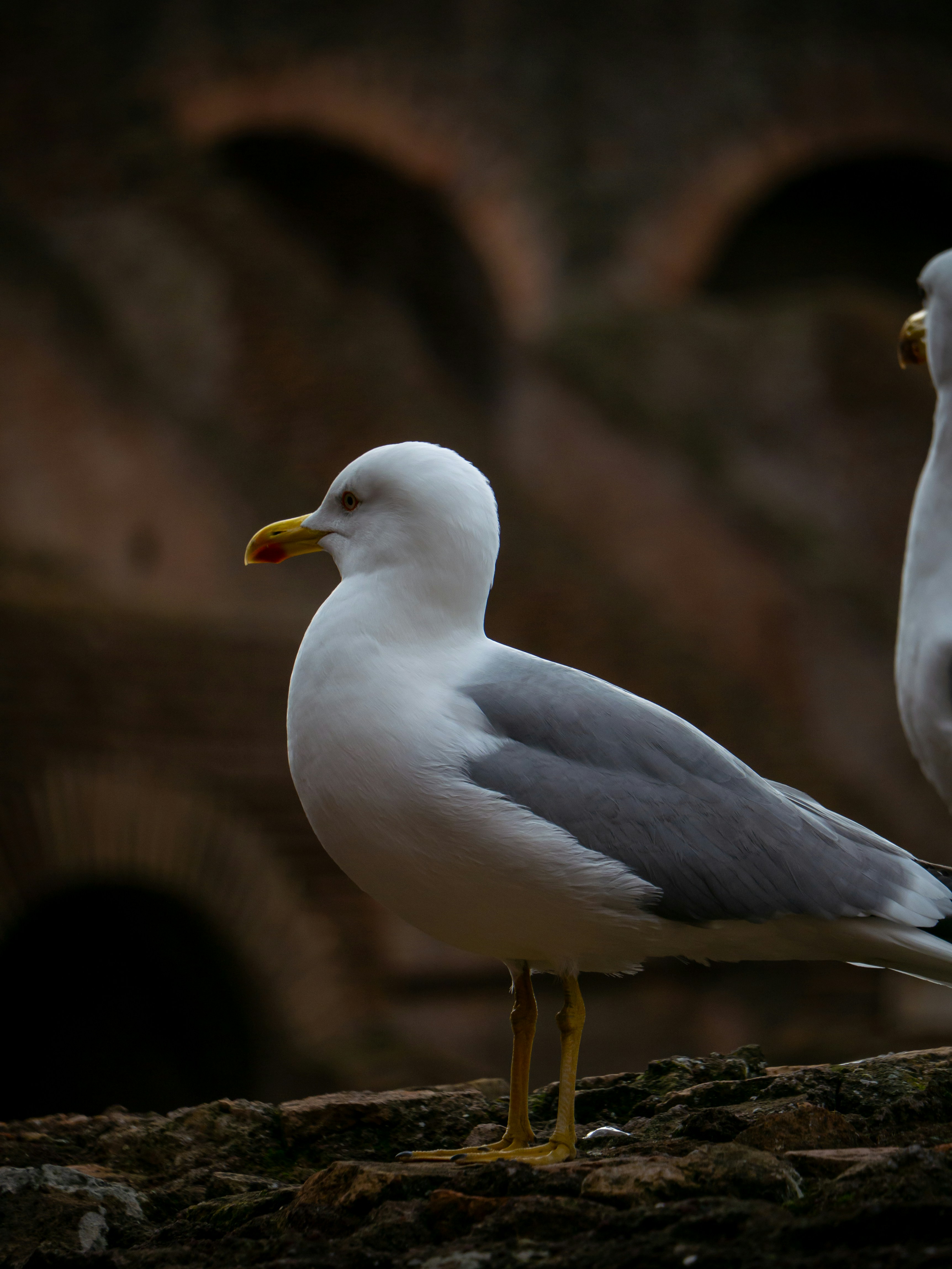 Harbor Sentinel: Seagull on Weathered Rocks