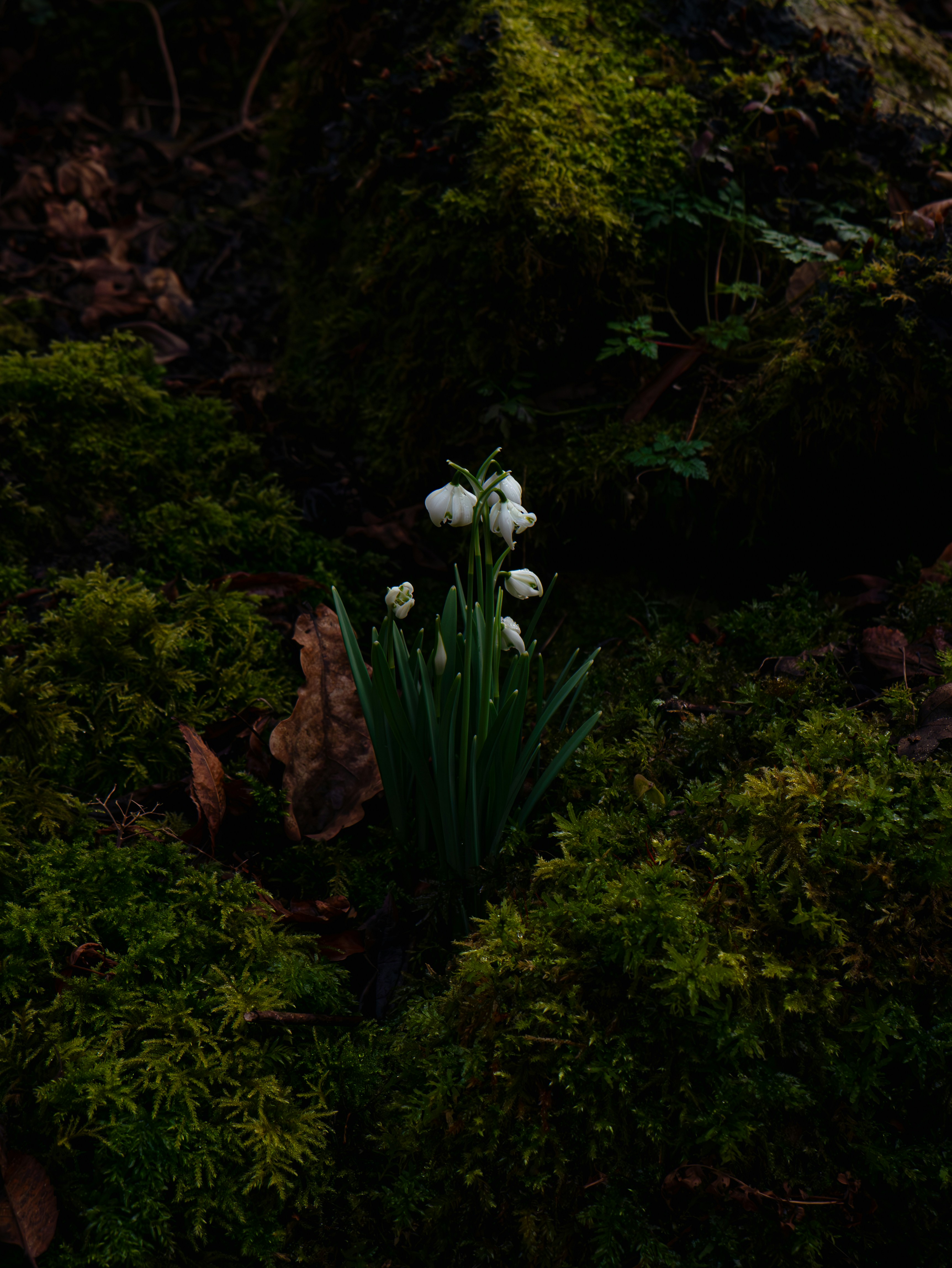 Snowdrops in a Shadowed Clearing: A Quiet Beam on Spring's First Light