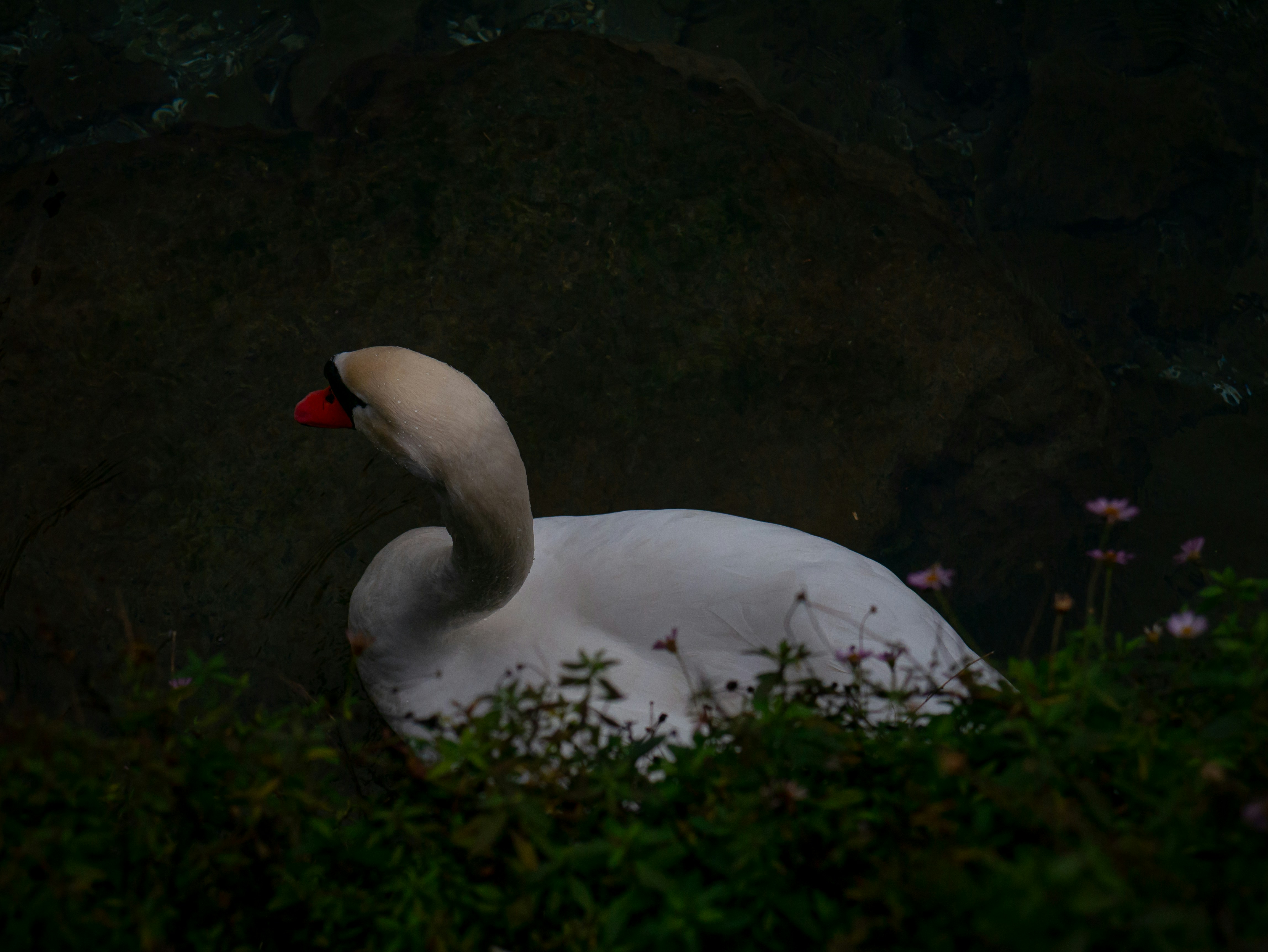 Graceful Swan Amidst Shadowy Waters
