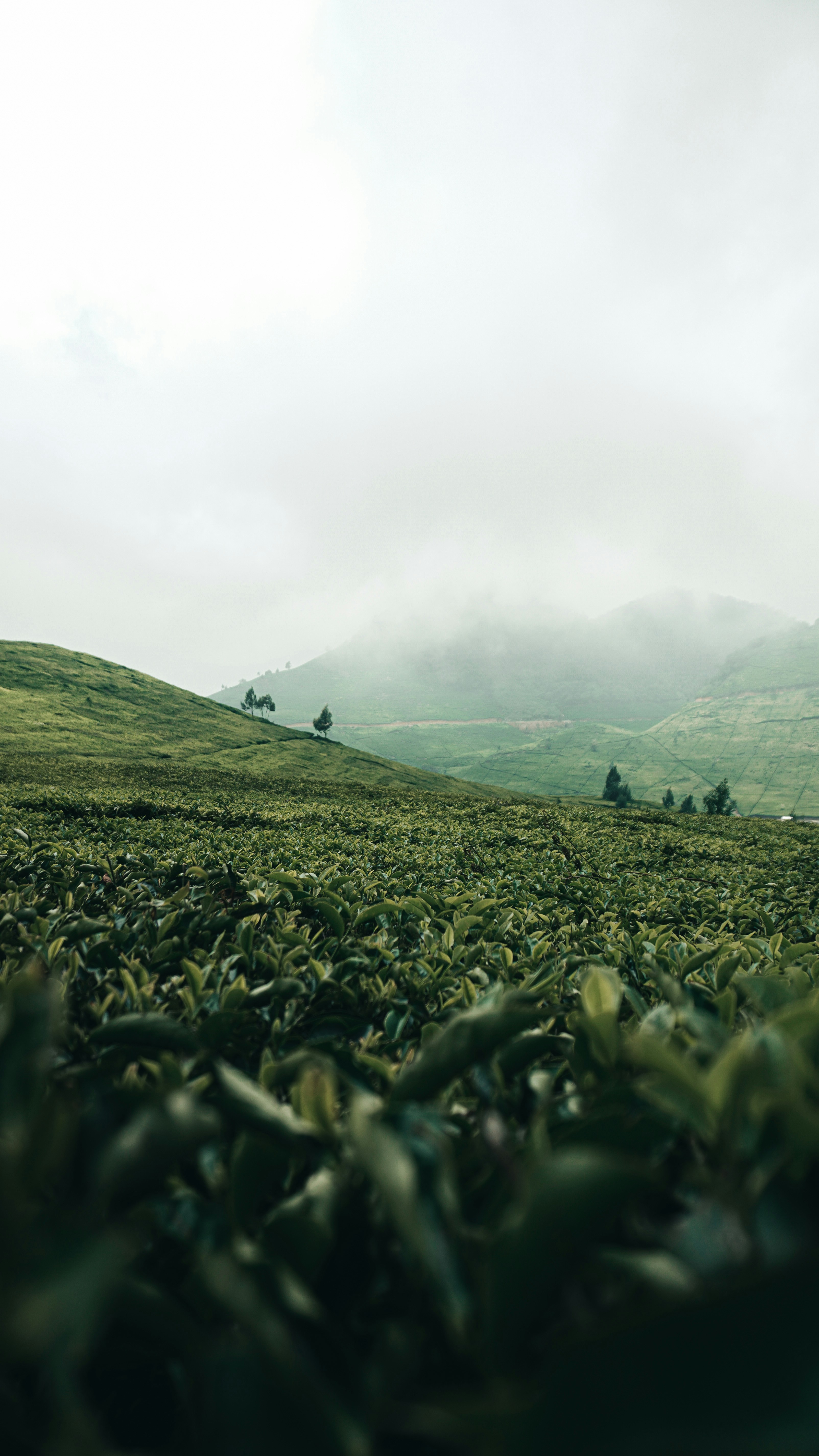 Mist-Lifted Tea Terraces Beneath Cloud-Kissed Peaks