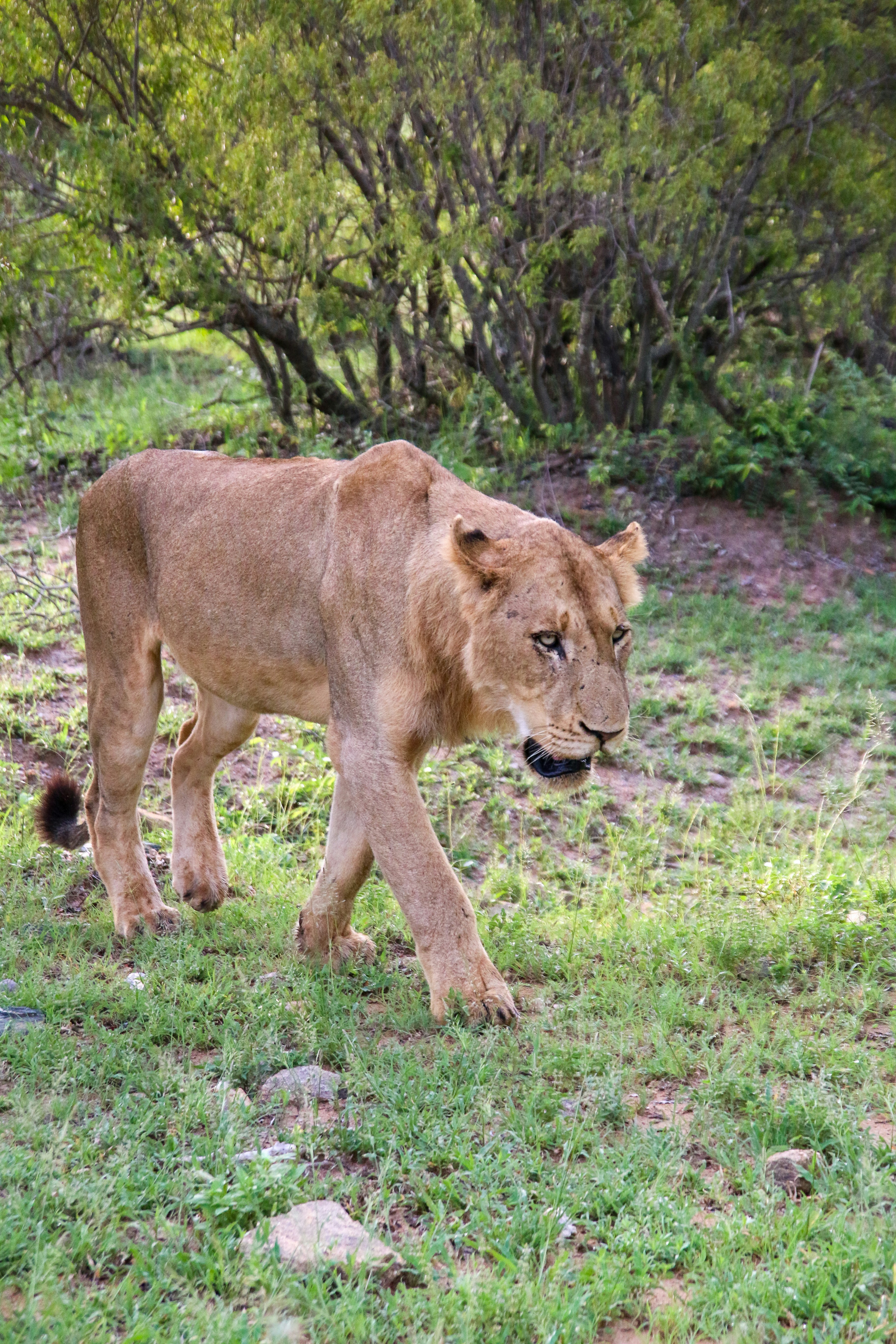 Prowl Across Sunlit Scrub: A Lioness in Quiet Pursuit