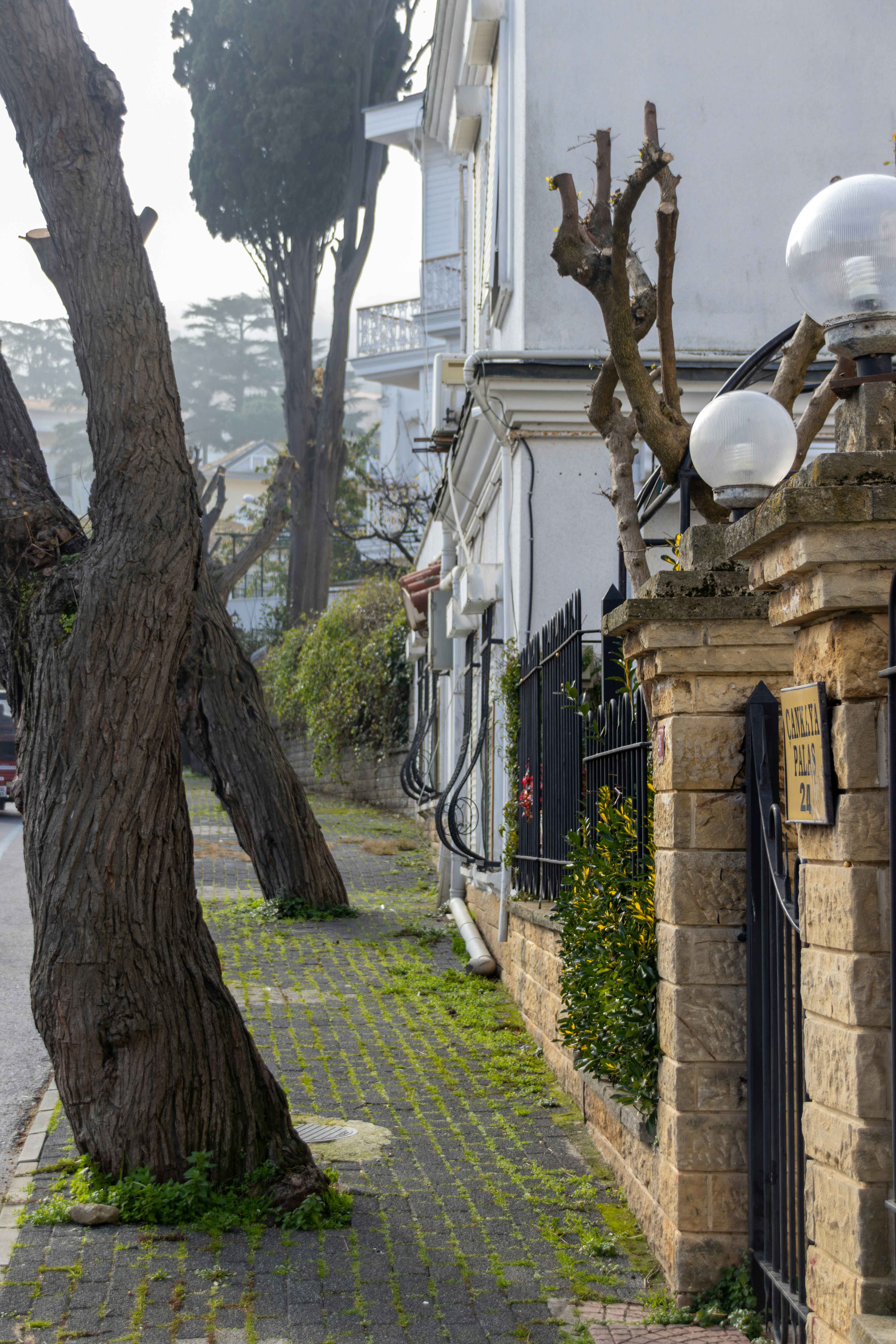 A couple of trees that are next to a building photo – Free Adalar Image ...