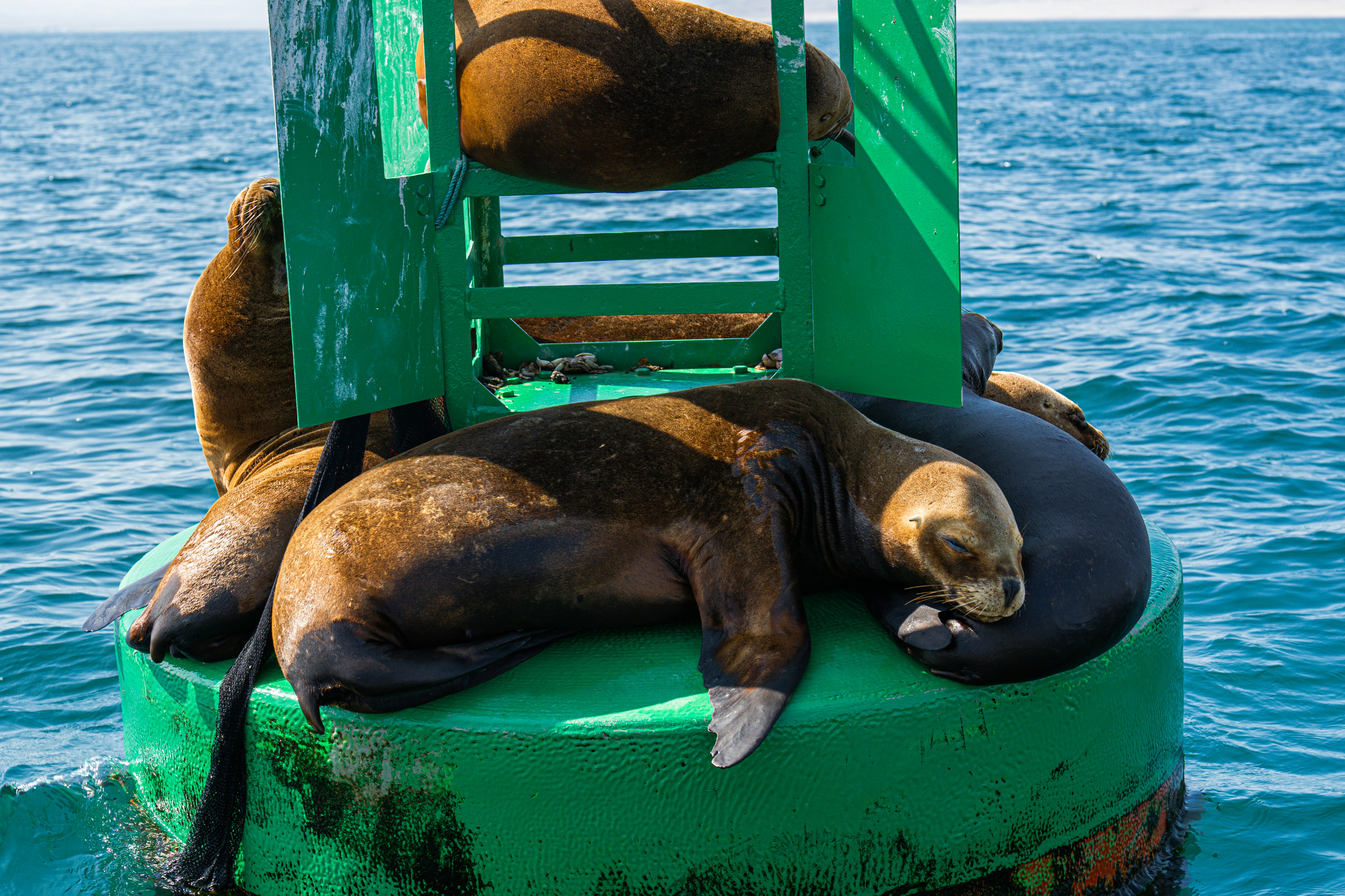 A couple of sea lions laying on top of a green chair