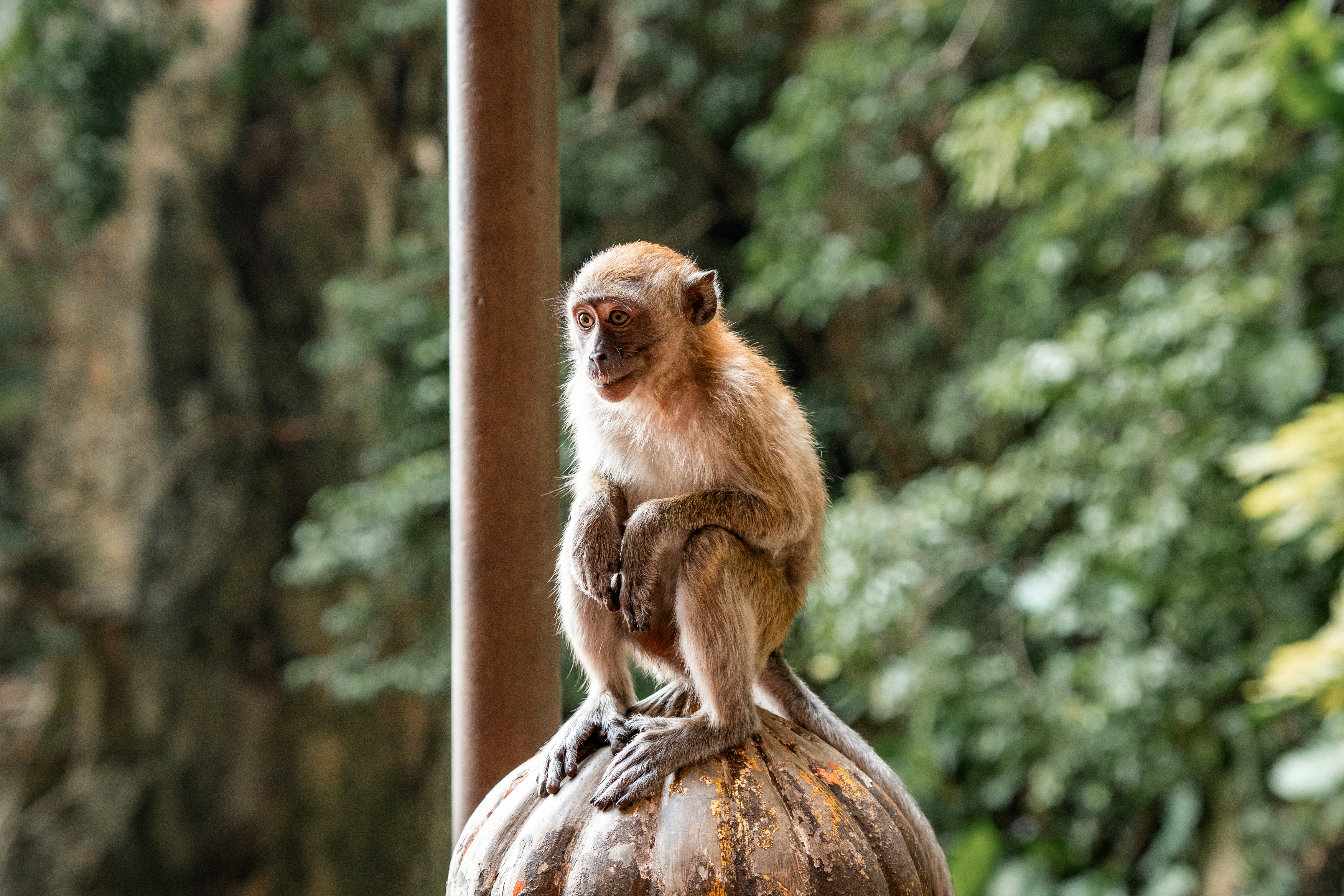 A small monkey sitting on top of a pole photo – Free Monkey Image on ...