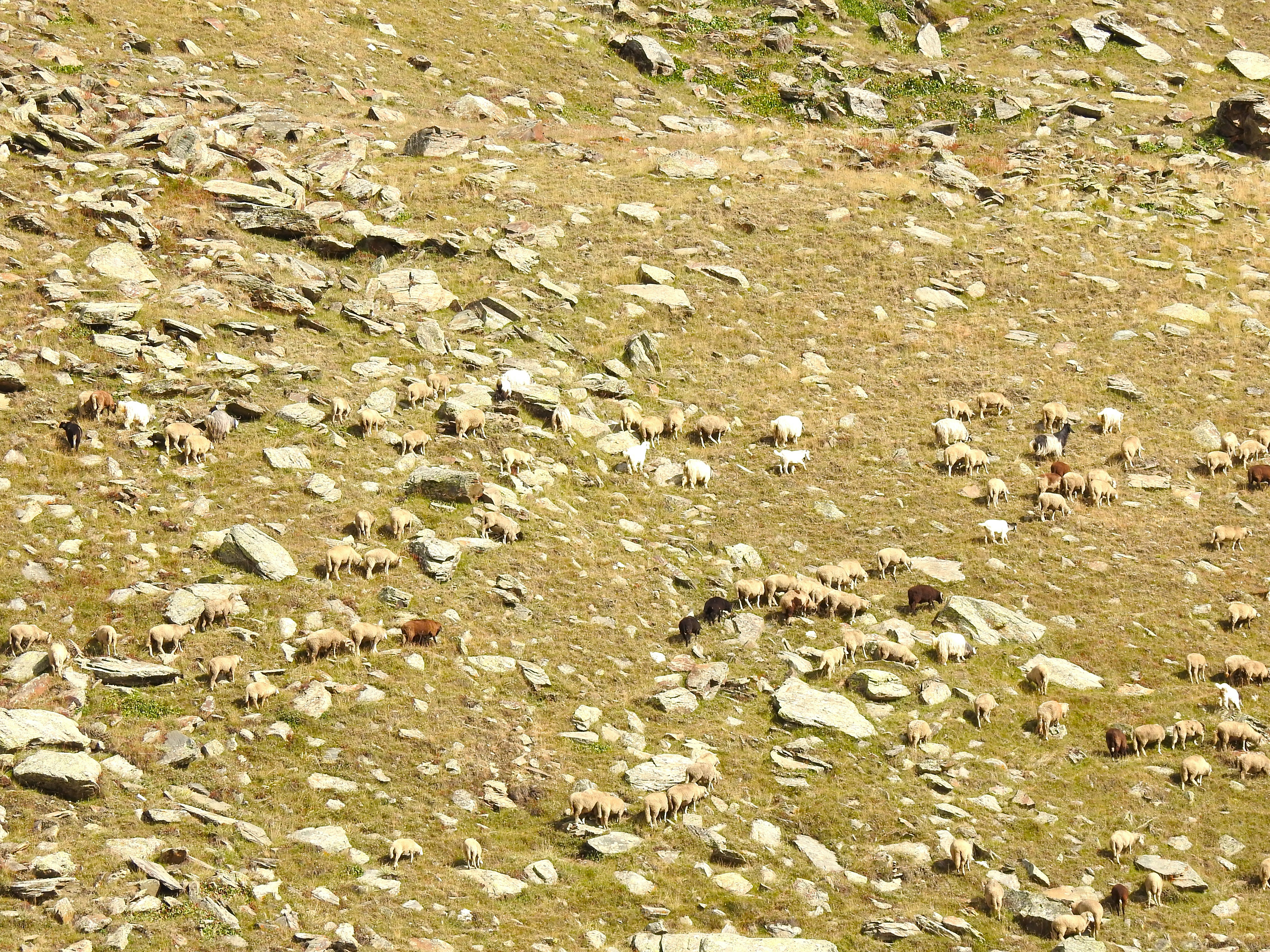 Rocky Slope, Quiet Flock: Sheep Across Sunlit Terrain