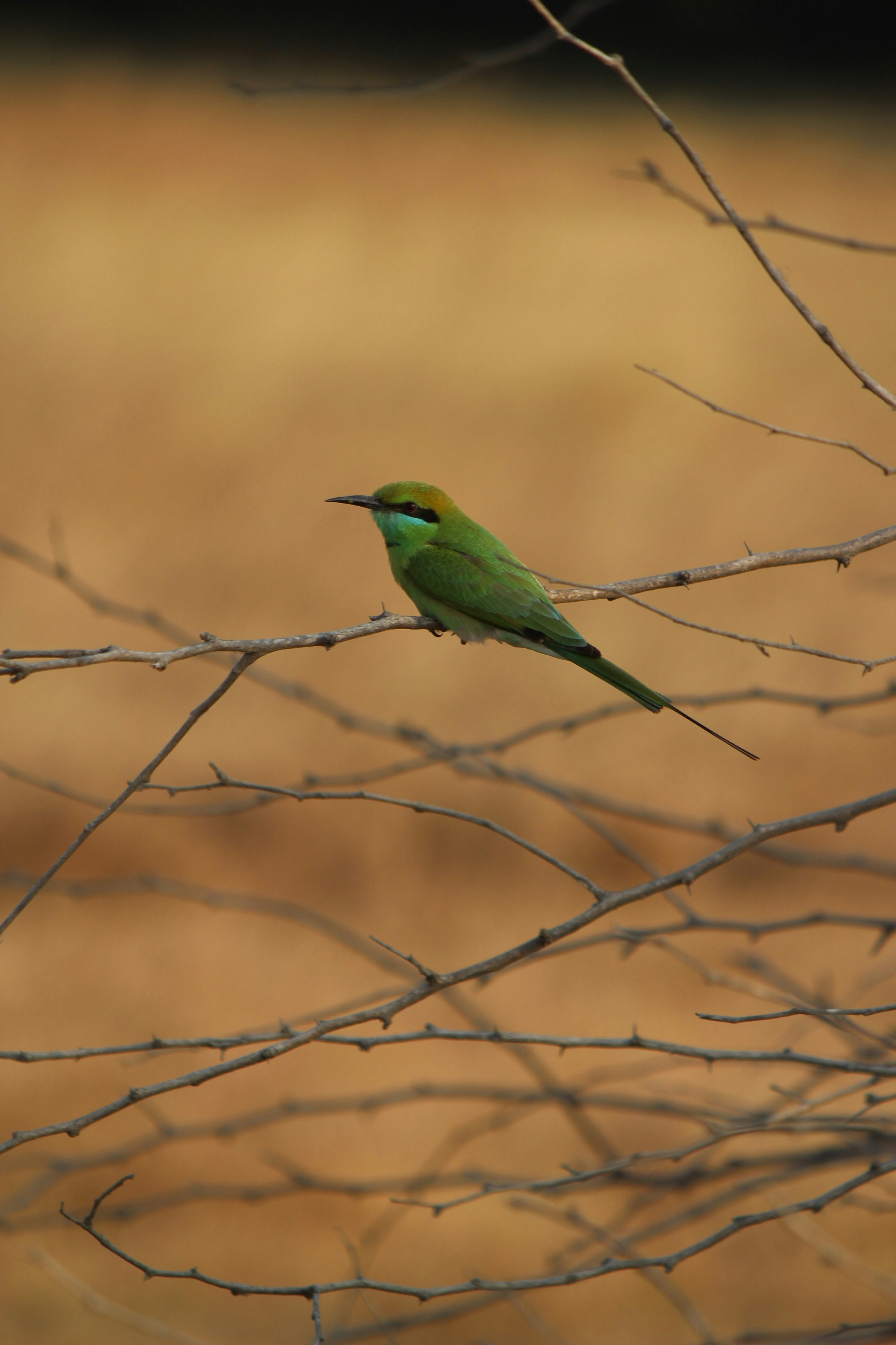 Emerald Perch on Thorny Lines Against a Field of Gold