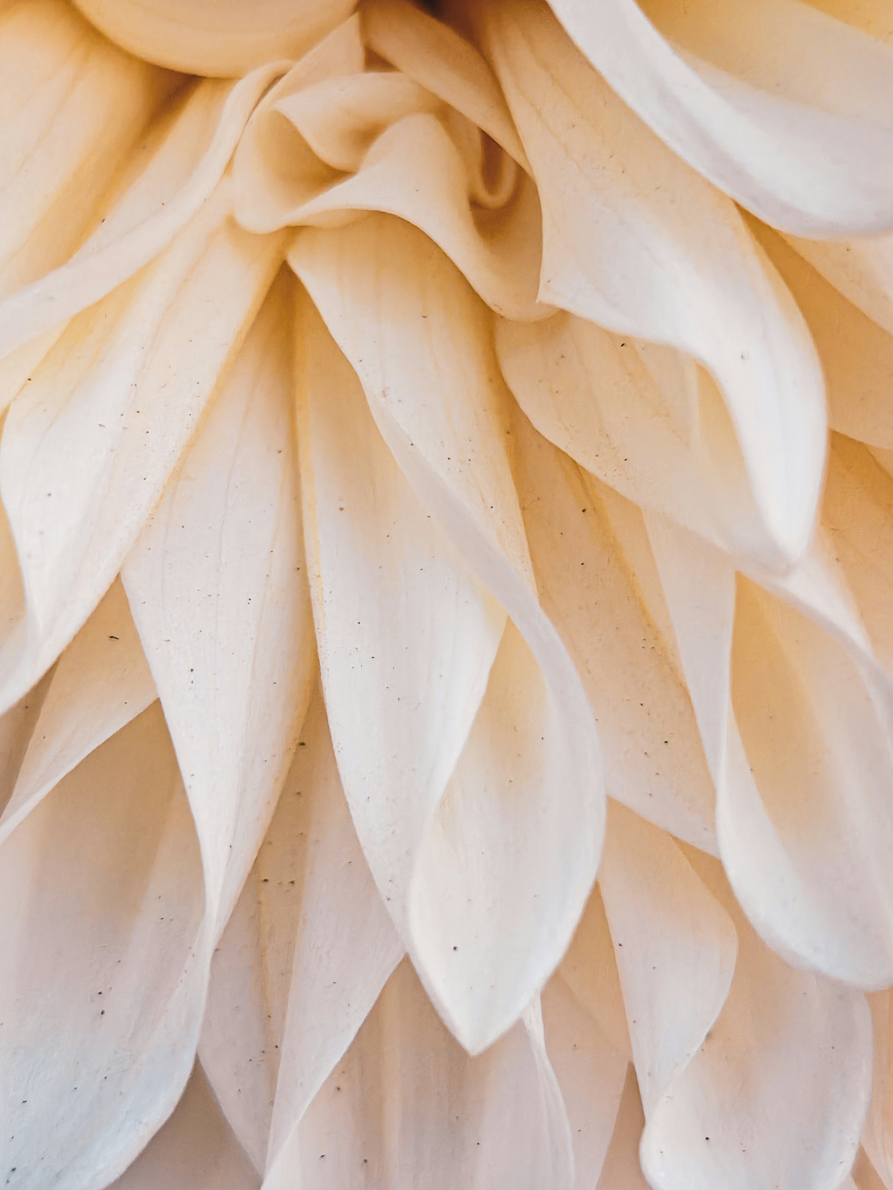 A close up of a large white flower