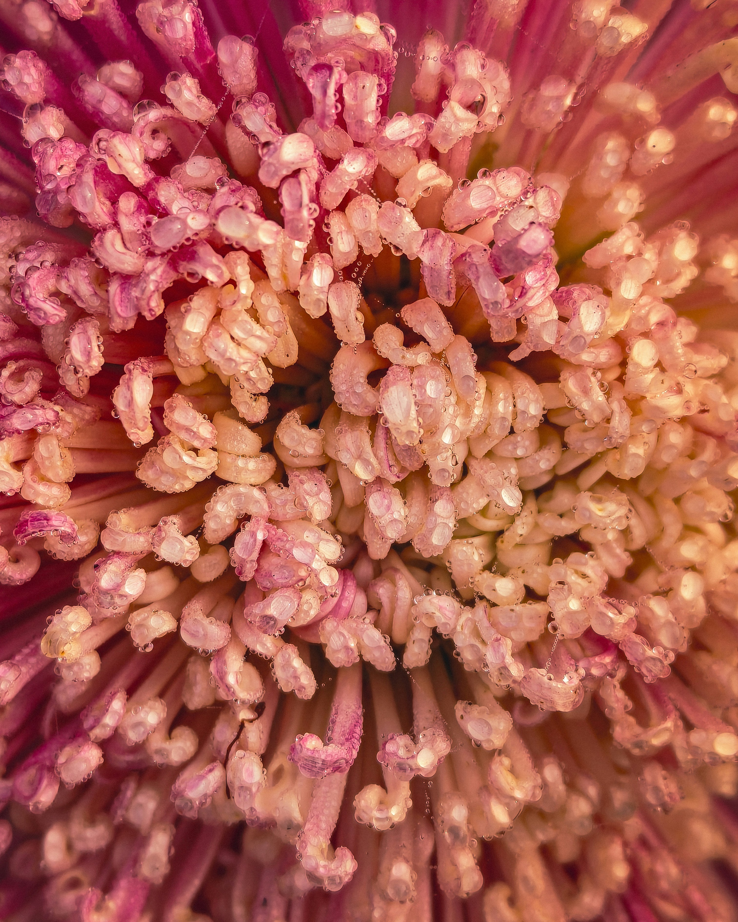 Macro view of delicate flower stamens adorned with droplets of water, showcasing intricate details and vibrant colors.