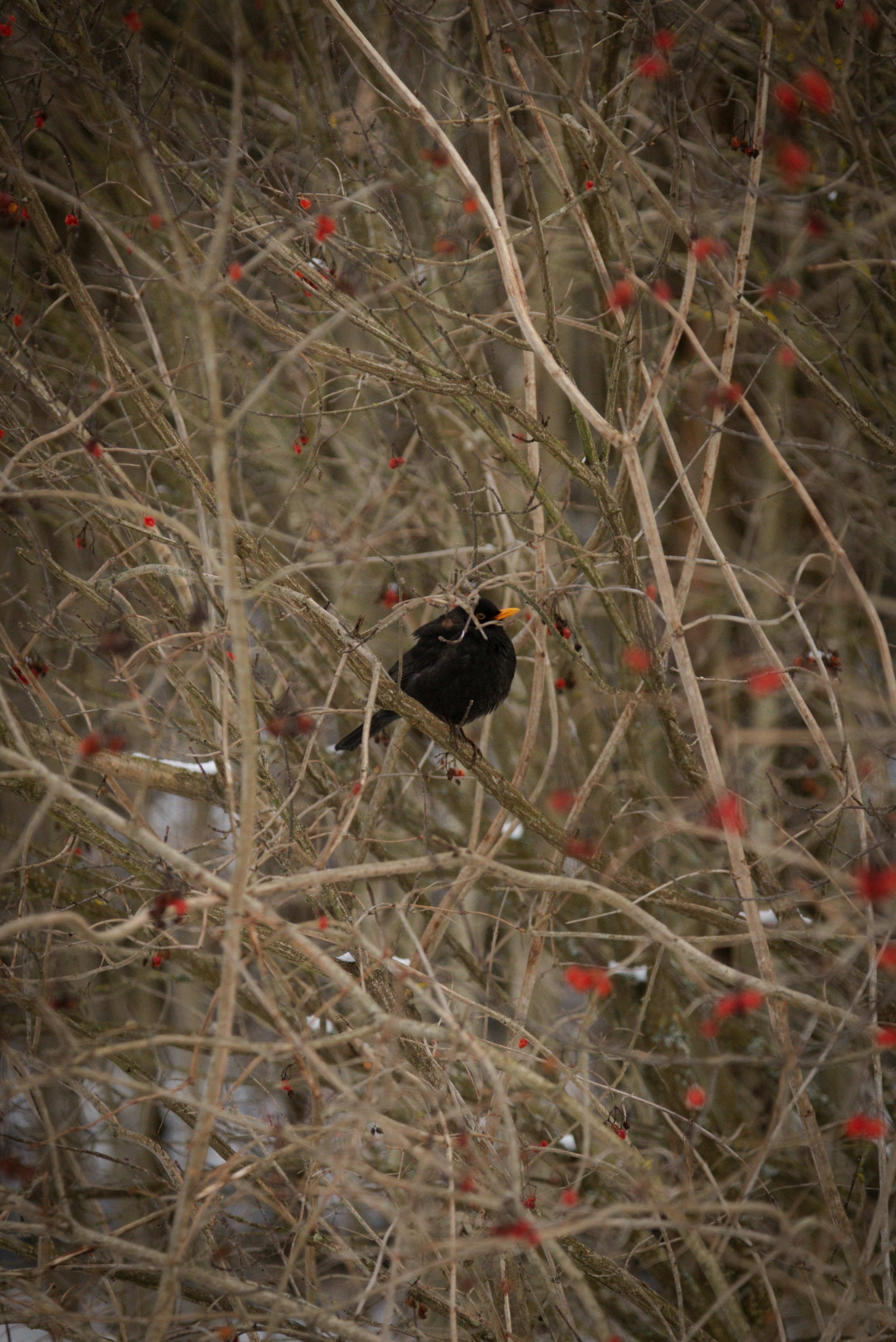 Midwinter Blackbird Framed by a Web of Red-Berry Branches