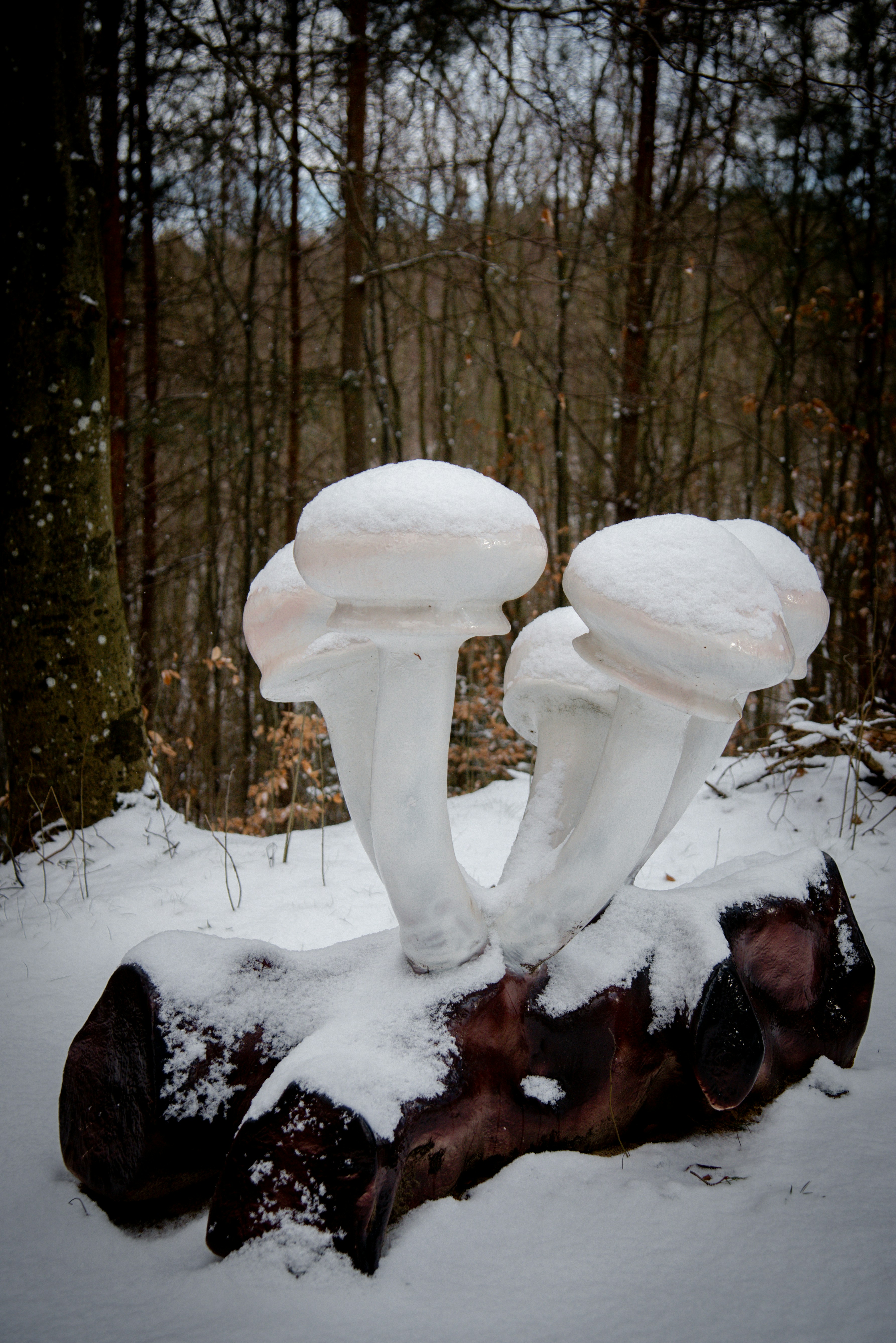 Three Snow-Capped Stems Rising from a Dark Log in a Quiet Winter Forest