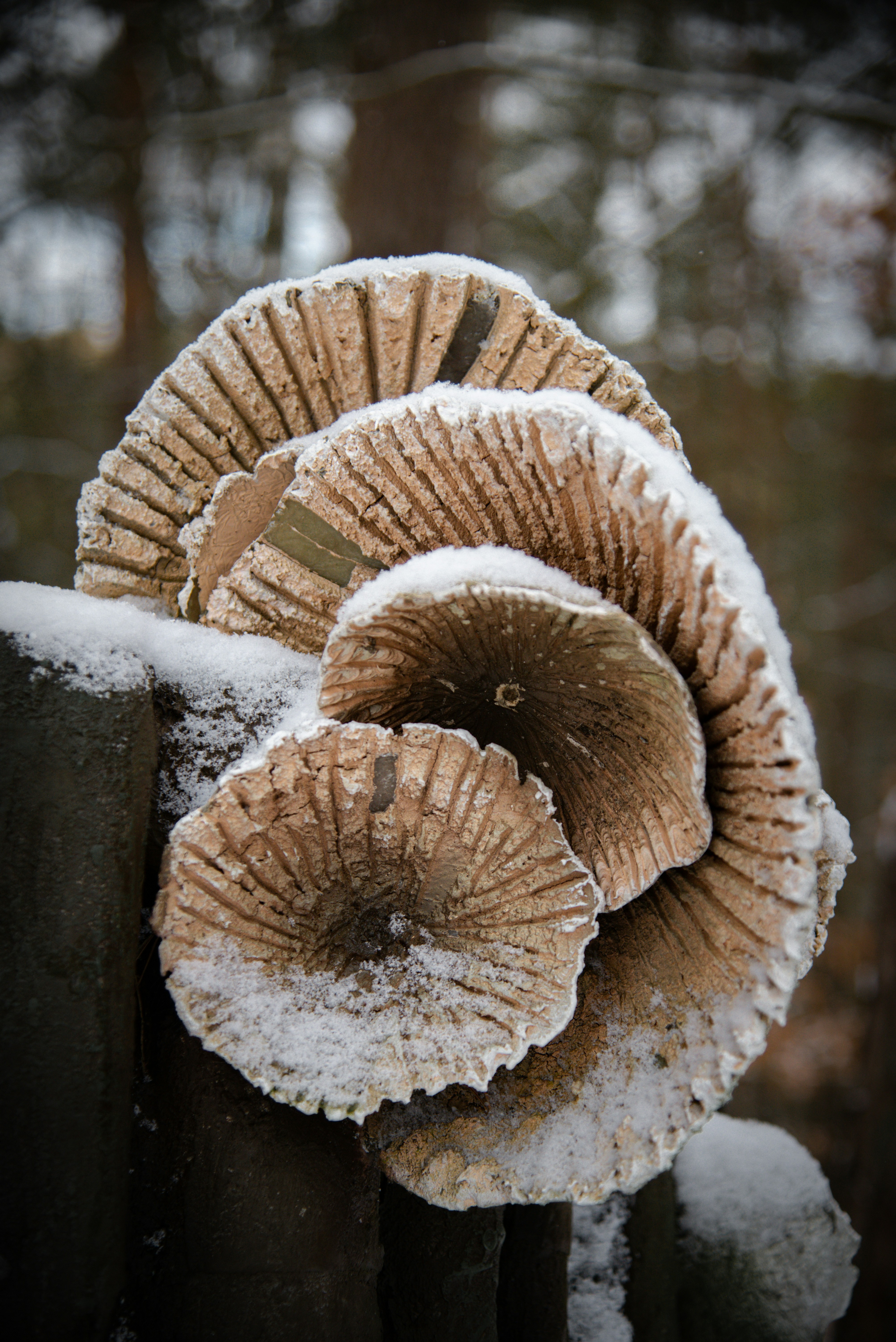 Snow-Crowned Bracket Fungi on a Weathered Post