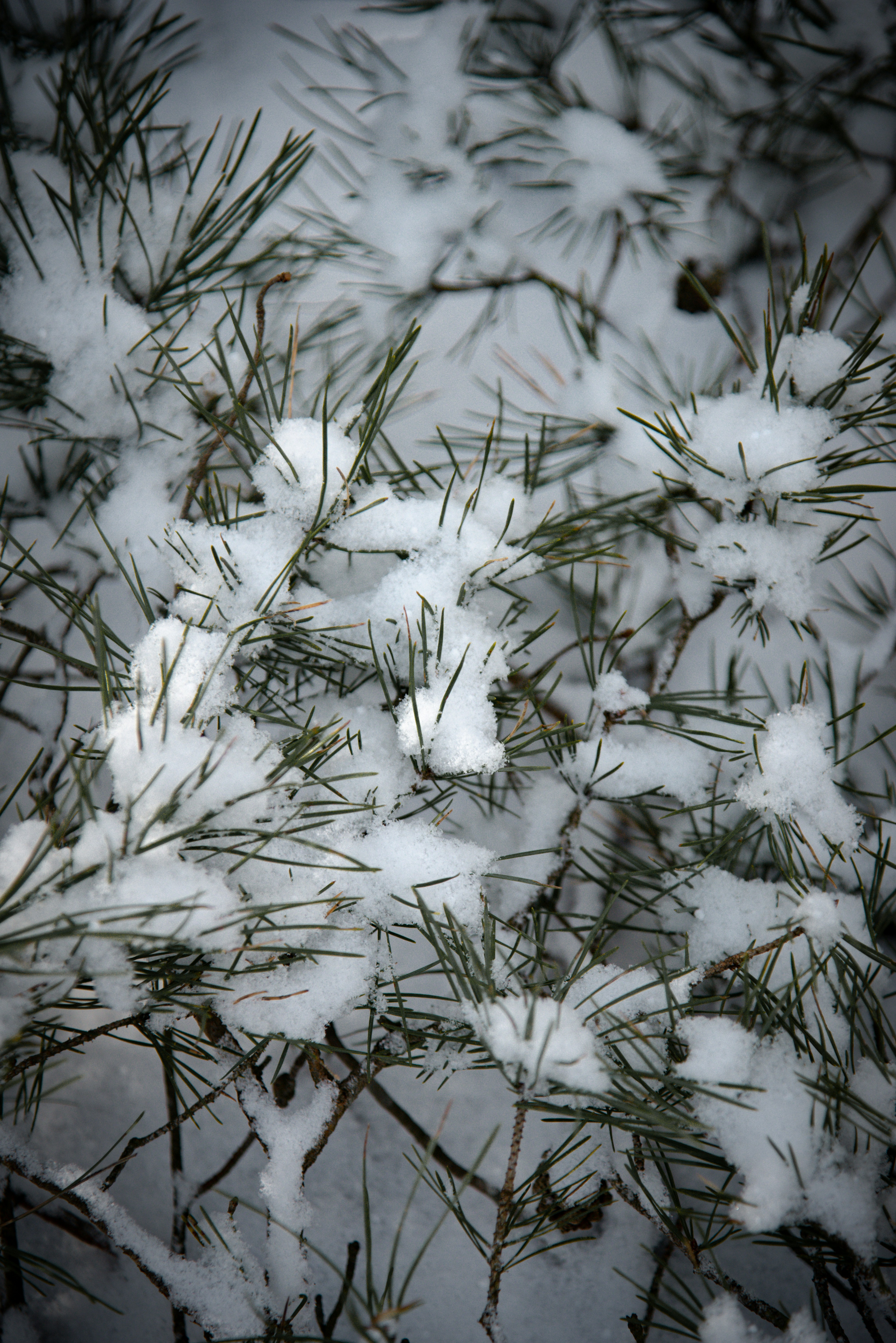 Close-up photograph of snow resting on pine needles, revealing frost textures and winter patterns.