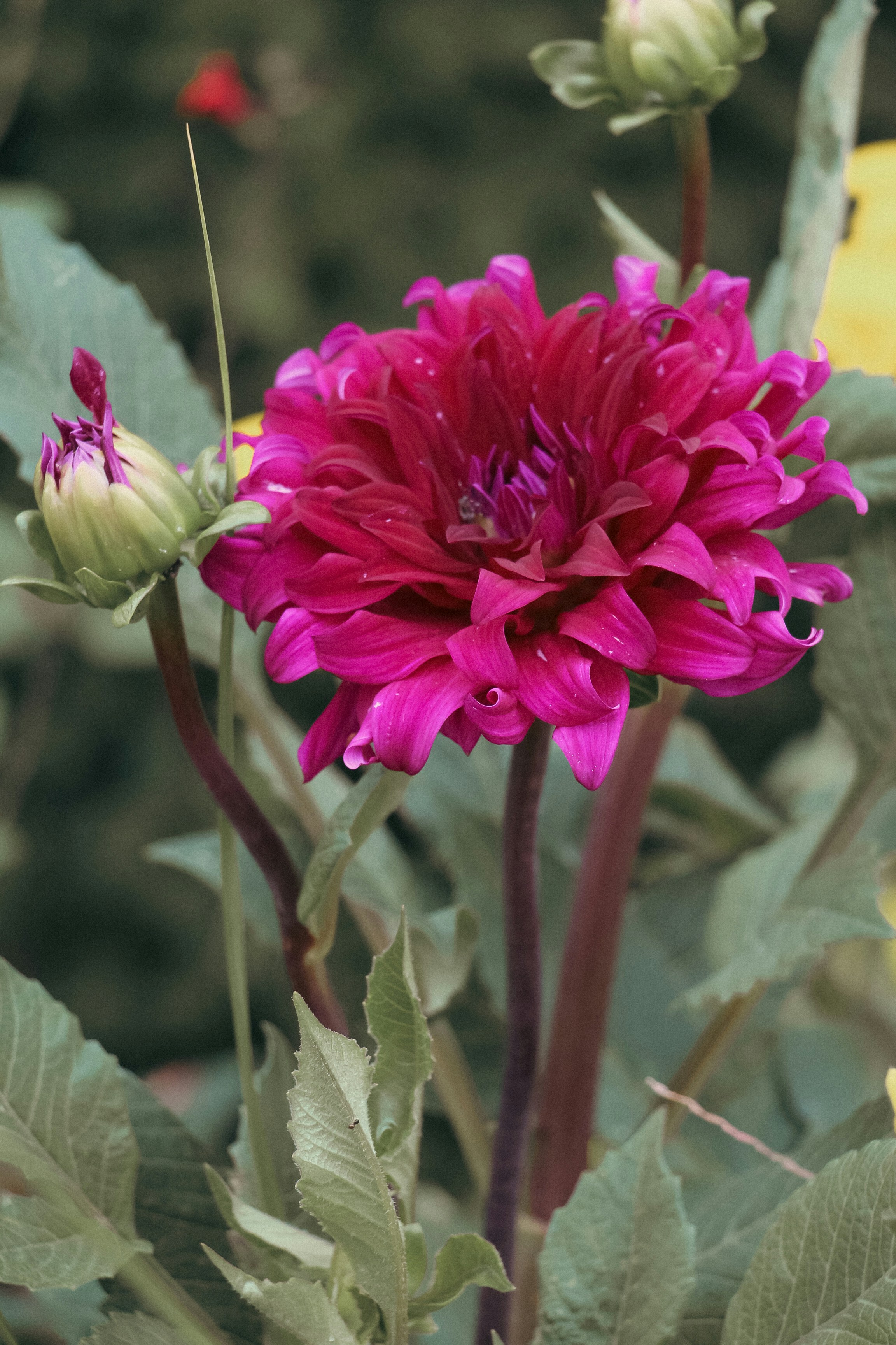 Crimson Dahlia in Focus: Velvet Petals Against a Soft Garden Blur