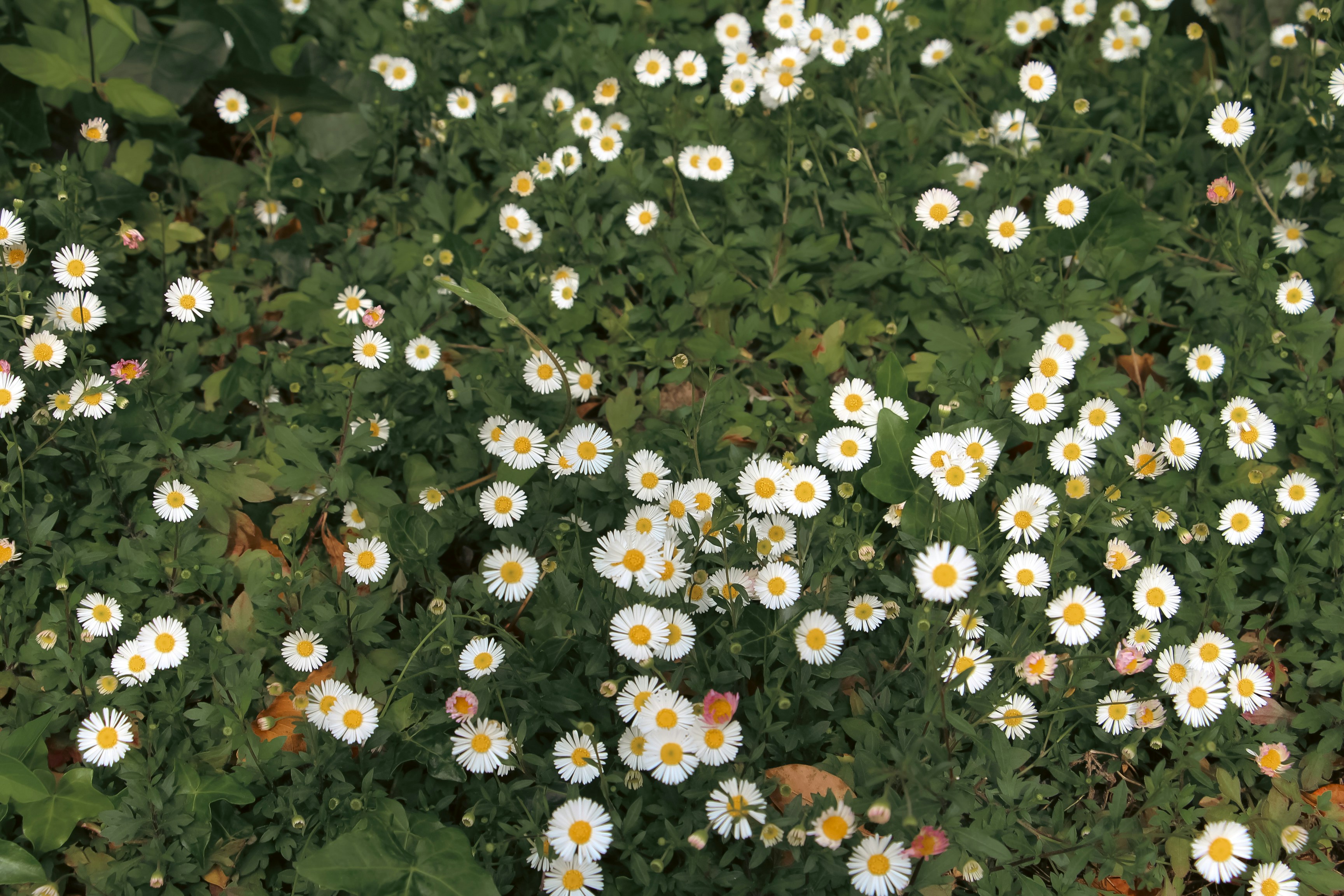 Field of White Daisies under Soft Spring Light