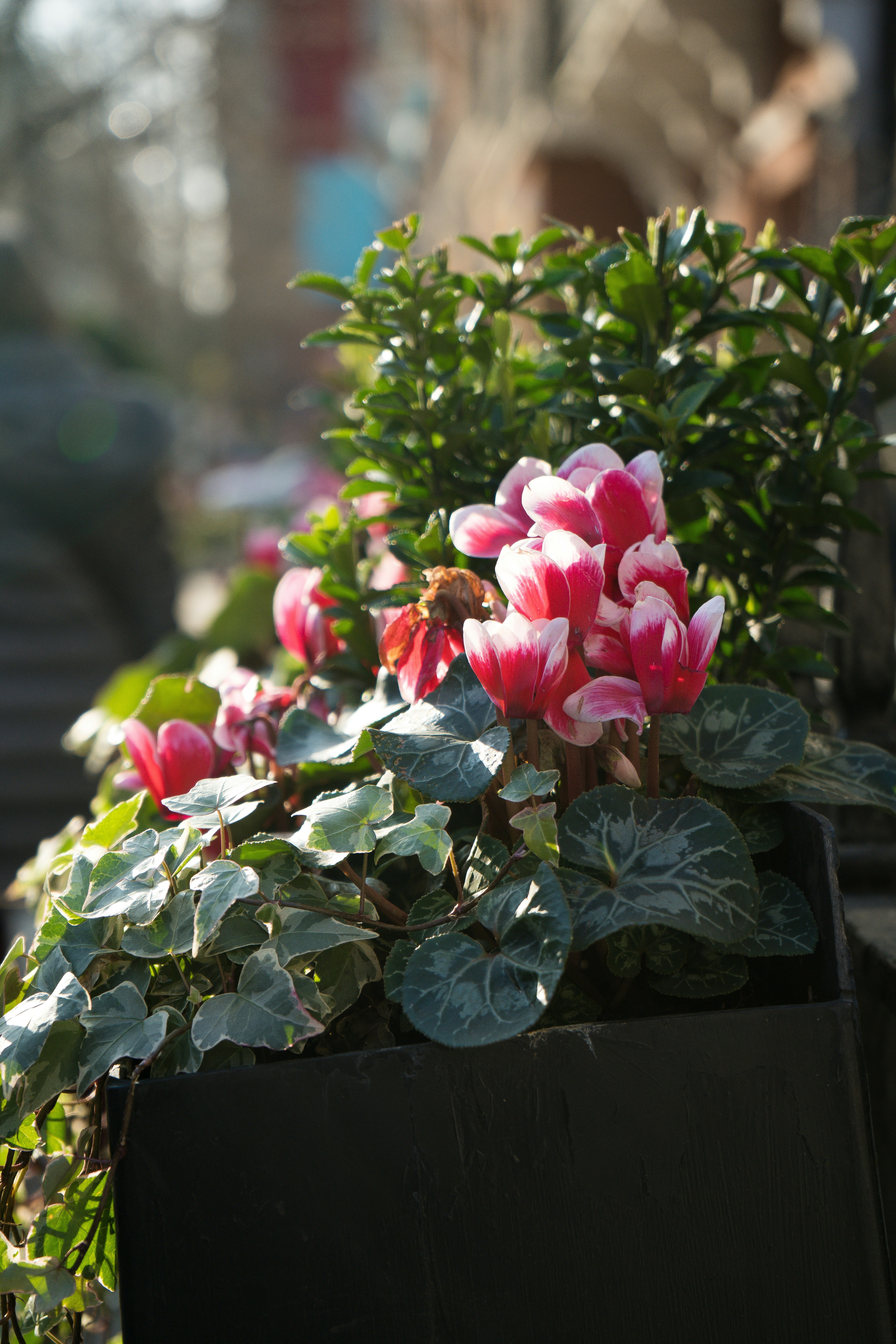 Sunlit Cyclamen Cascade: A City Planter in Focus