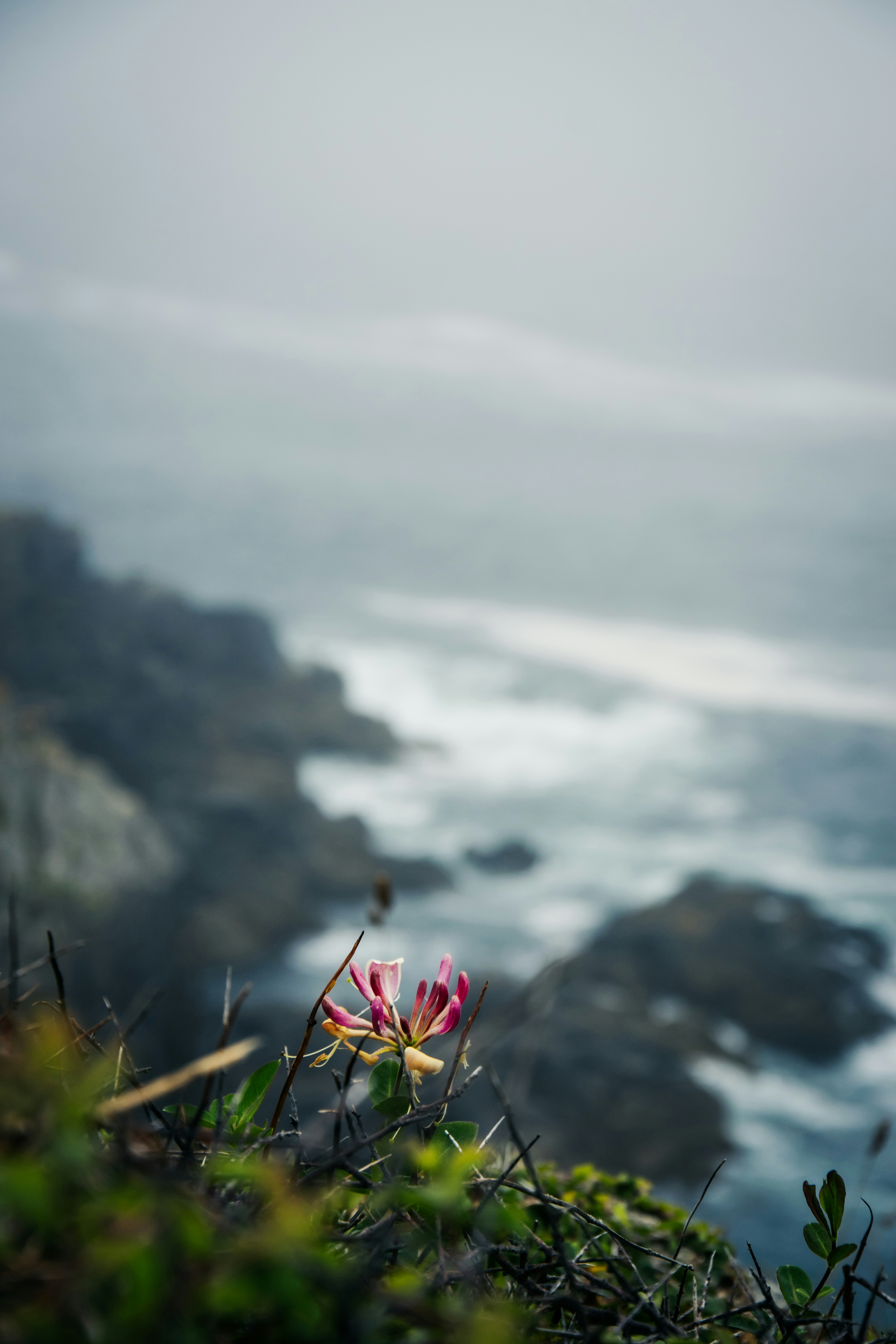 Pink Bloom at the Cliff's Edge: A Delicate Foreground Against a Blurred Seascape
