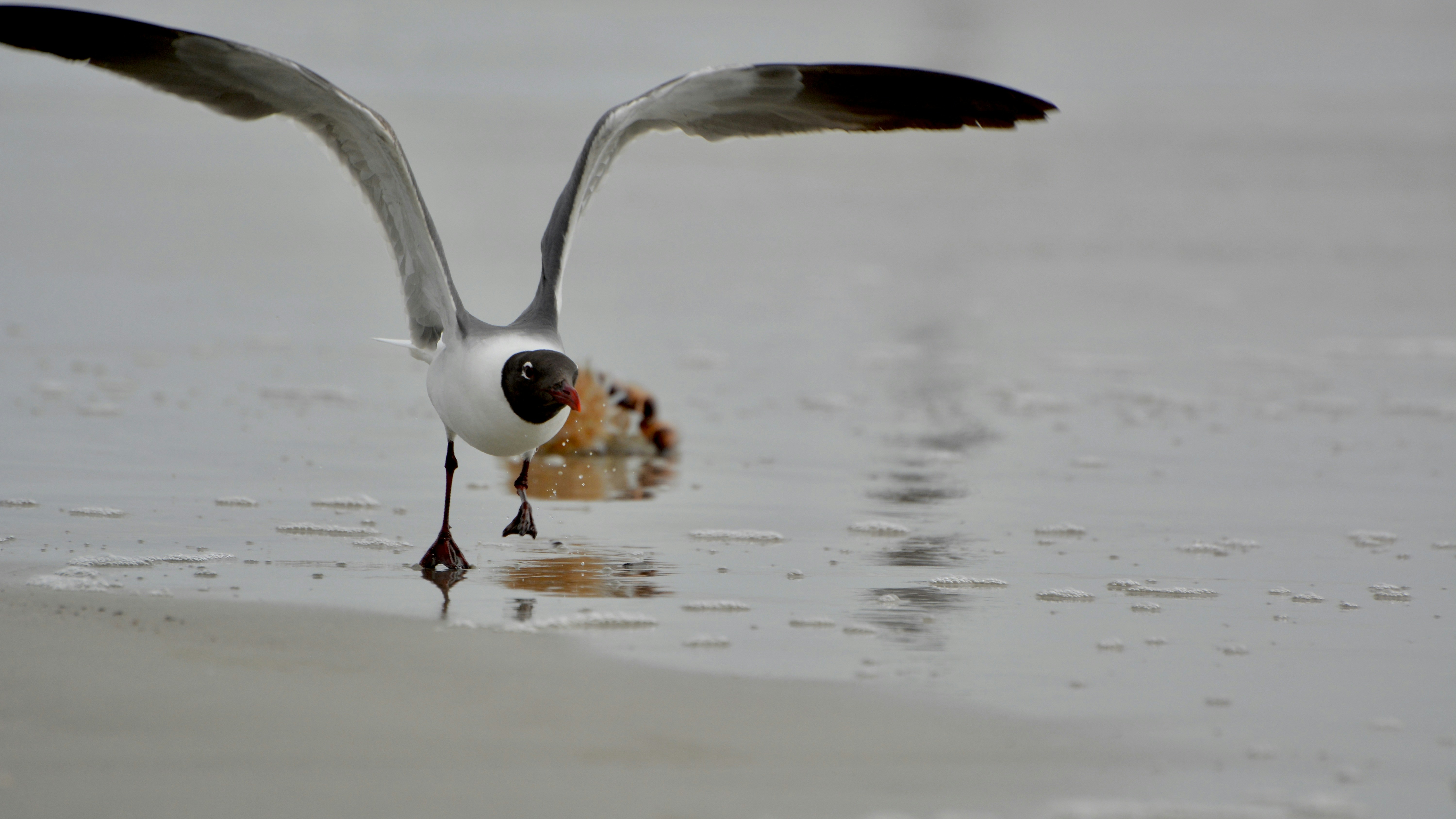 Gull at the Edge: a near-landing over a glassy tidal pool