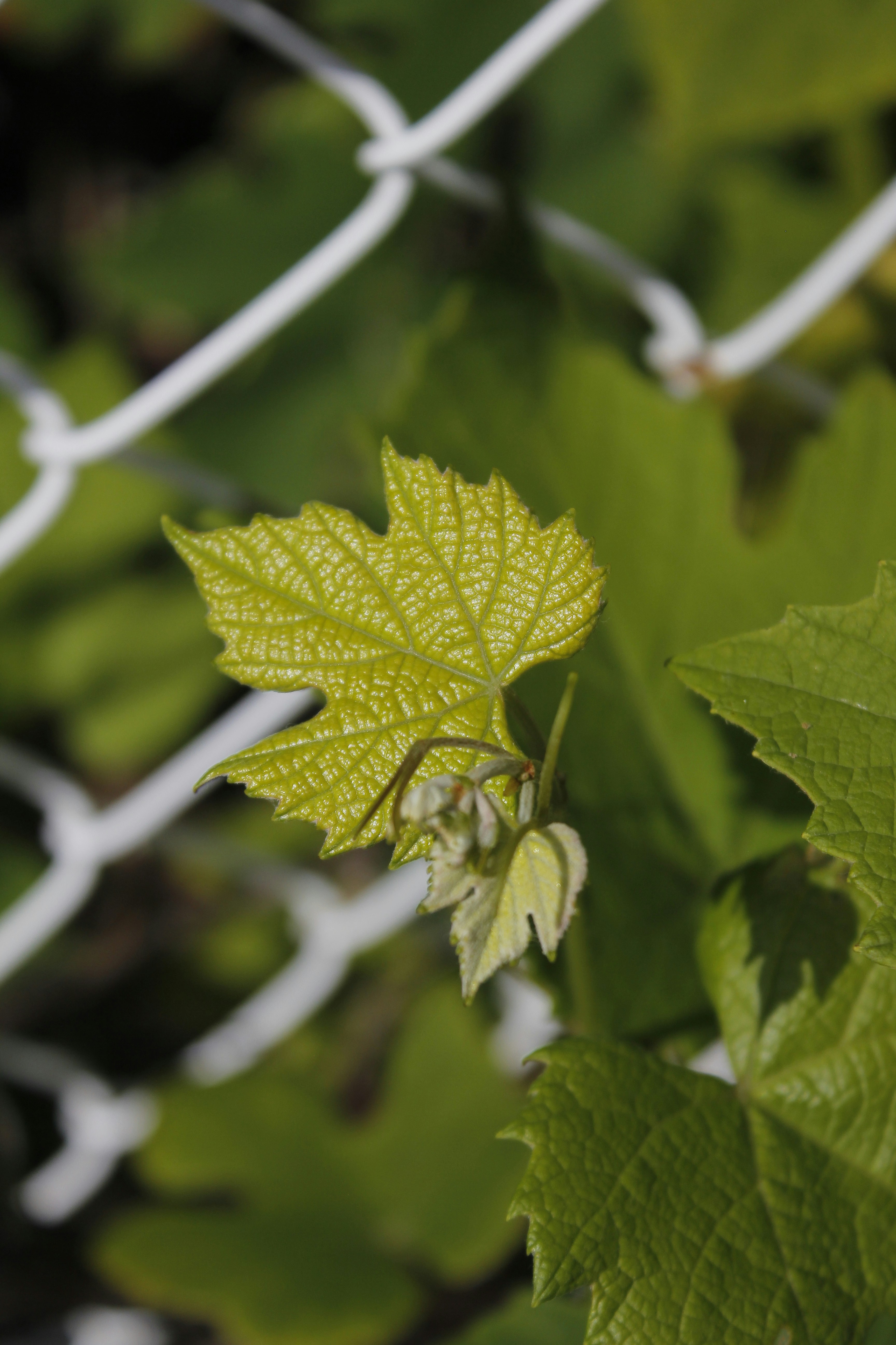 Foto Close-up daun di tanaman di belakang pagar rantai – Gambar Bunga ...