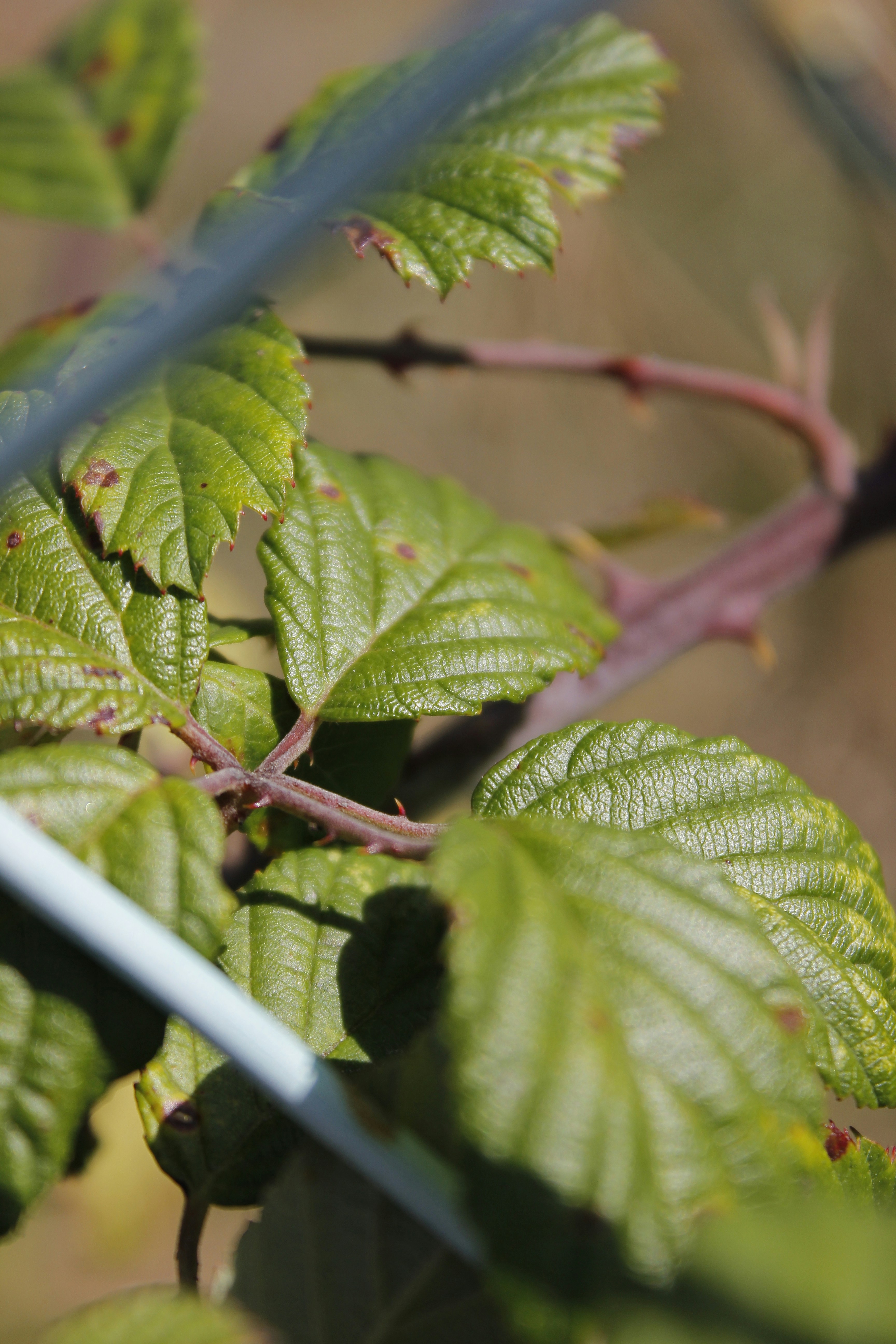 Leaf Vein Sketch: Sunlit Greens Through a Garden Wire