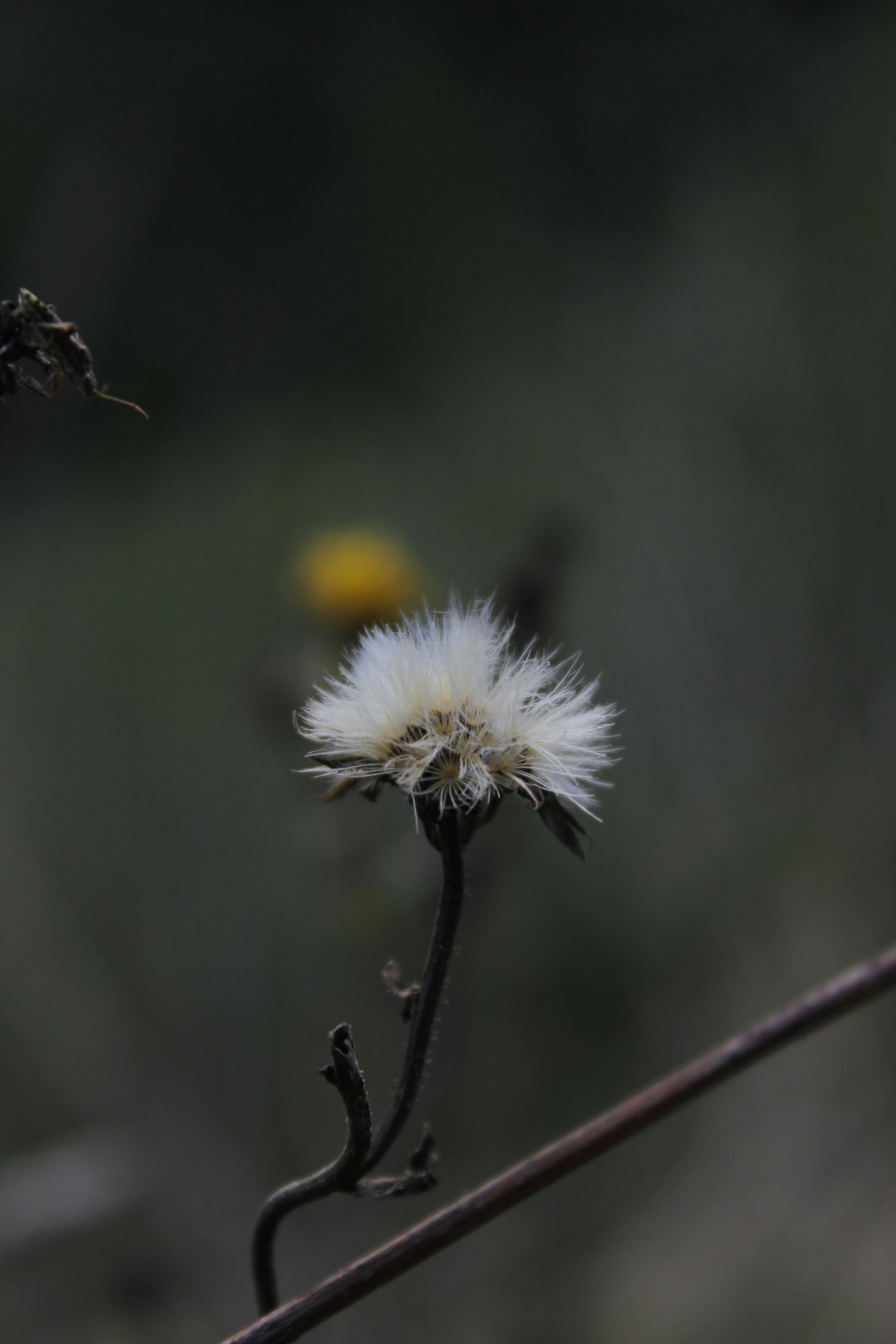 Dandelion Whisper: A solitary seed head in a muted meadow