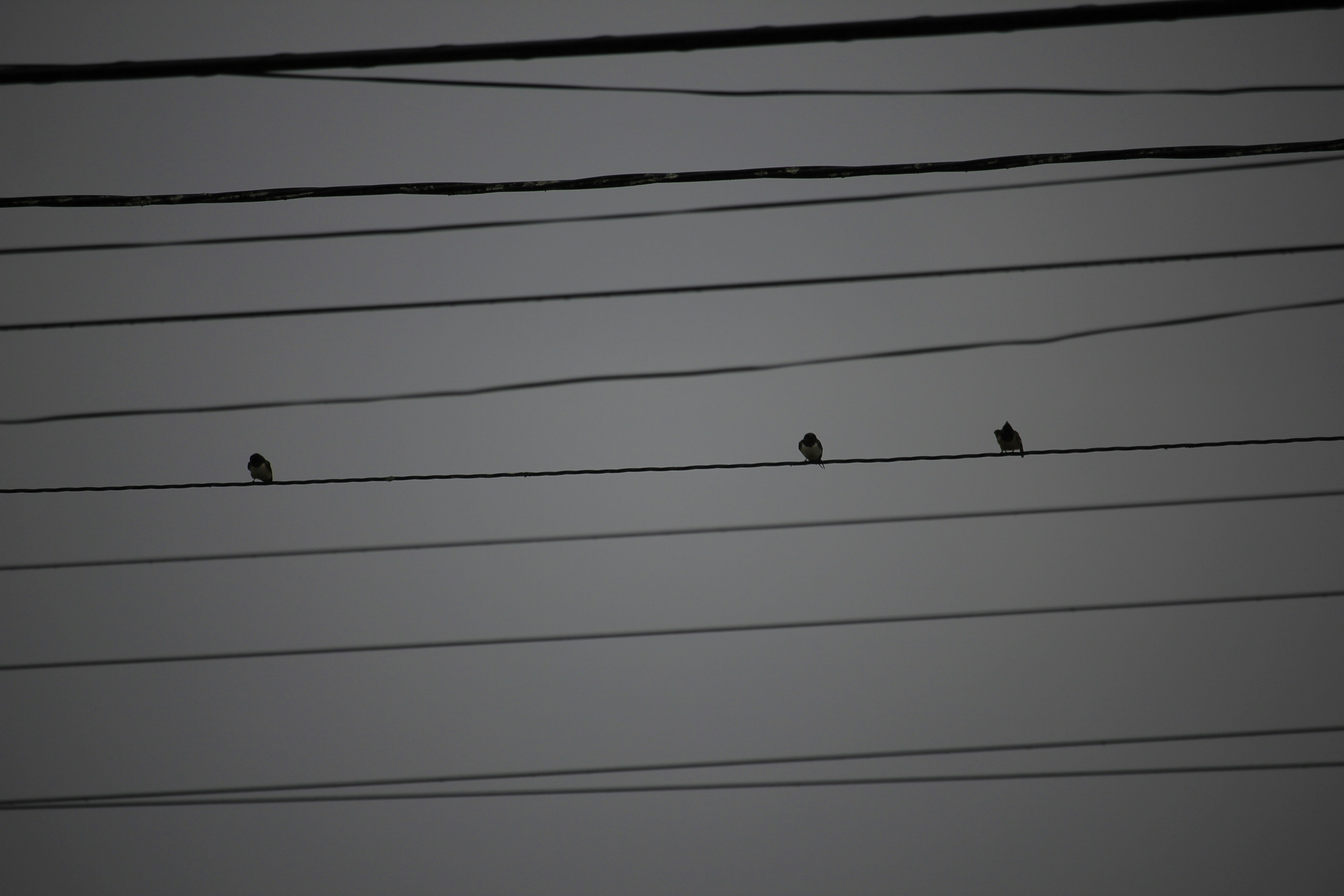 Four small birds perched on a power line against a muted gray sky, creating a serene tableau of nature amidst urban elements.