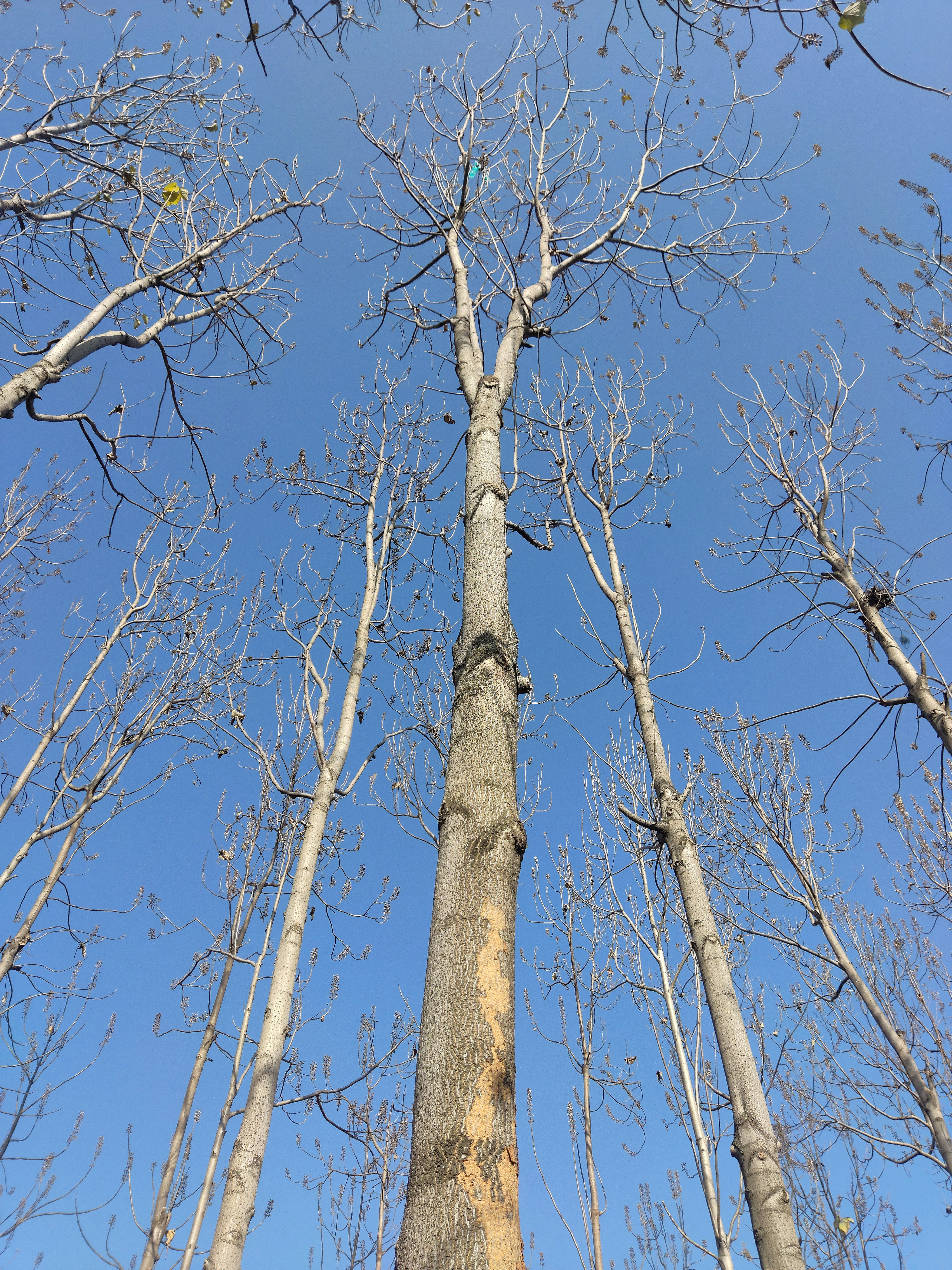 A group of tall trees standing next to each other photo – Free Nature ...