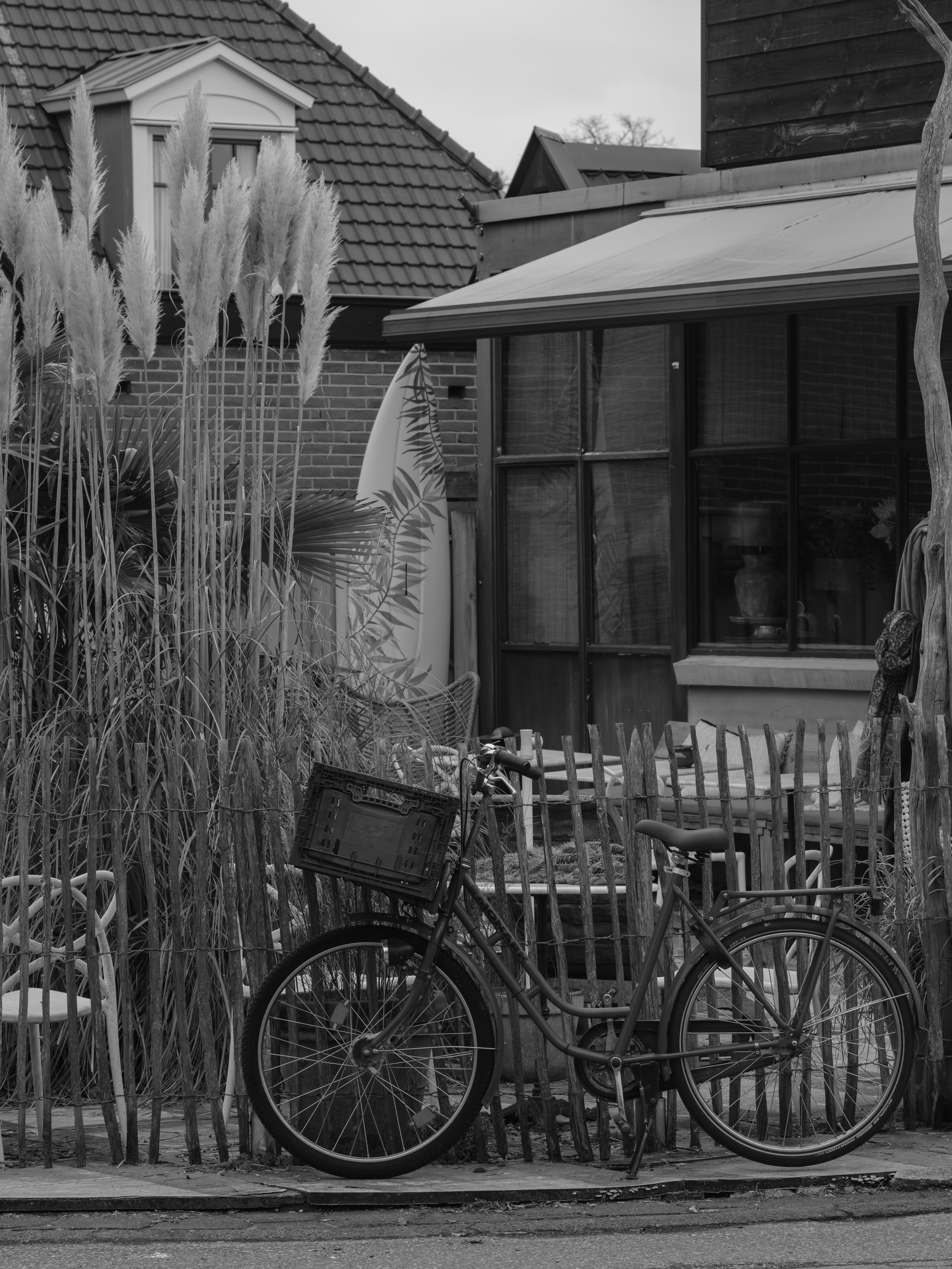 Reeds, Rims, and Quiet: A Bicycle at the Fence