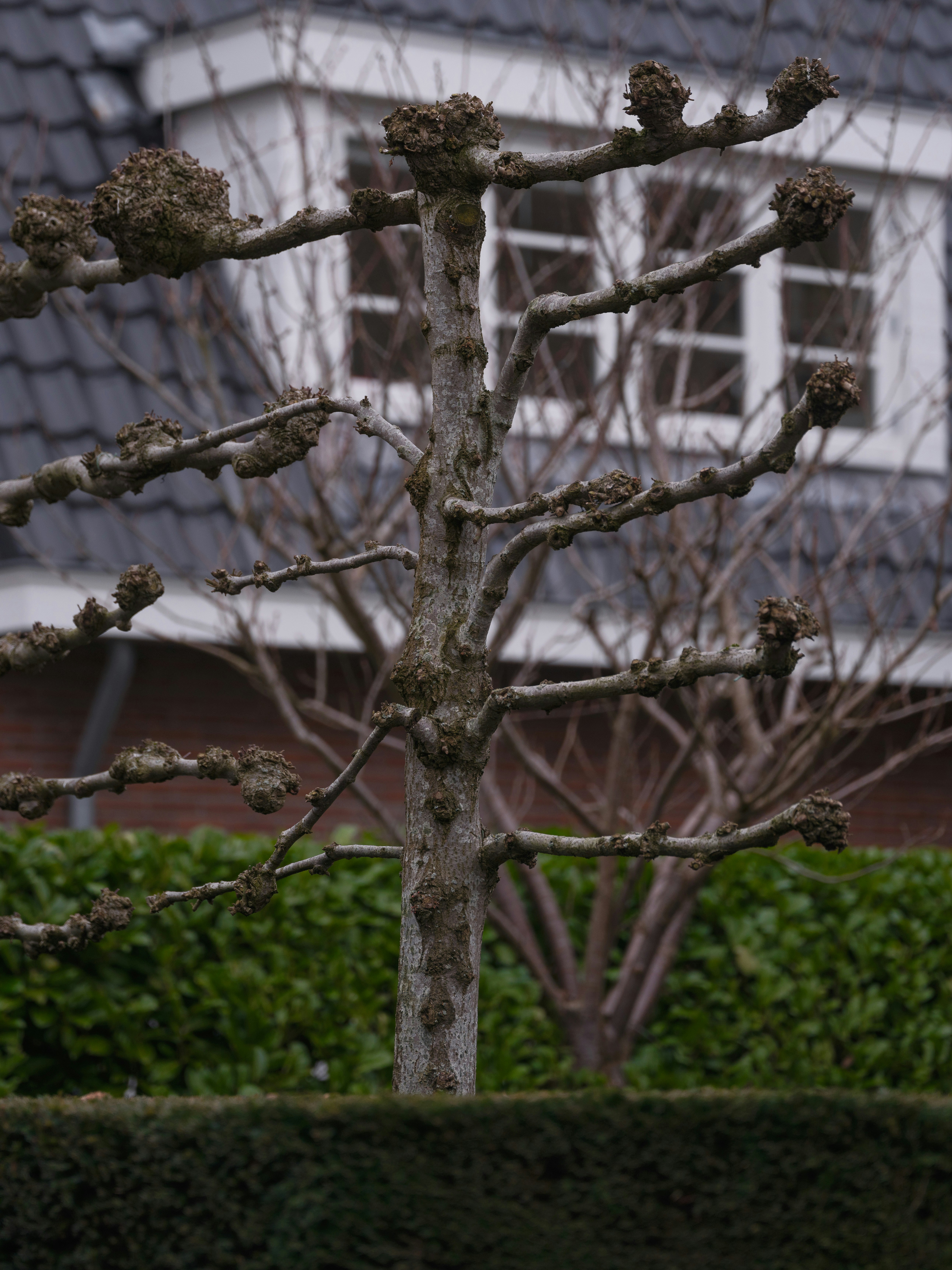 Pruned Tree Geometry Framing a Suburban Home