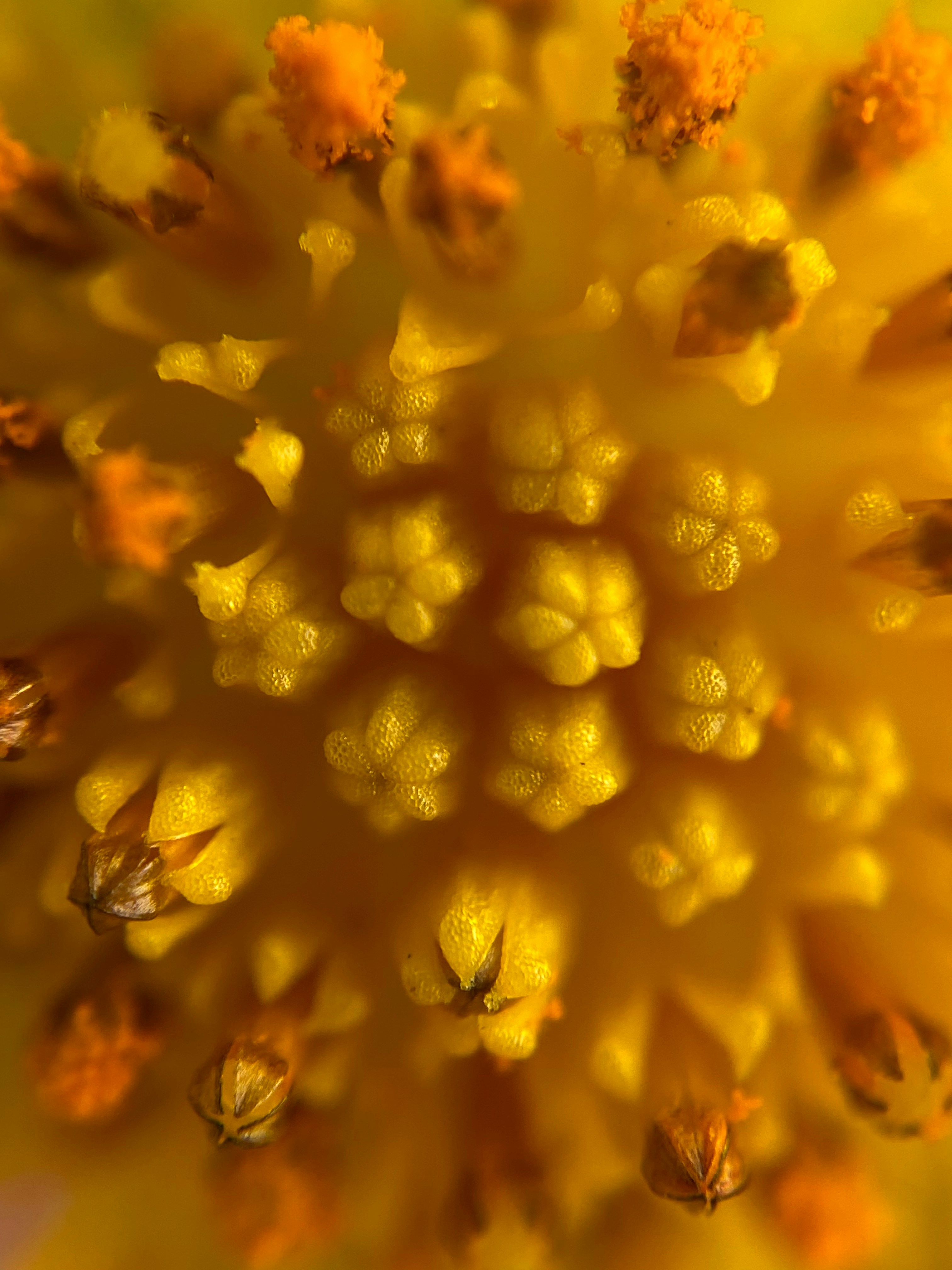 Golden Nucleus: A Macro Look into a Flower’s Sunlit Core