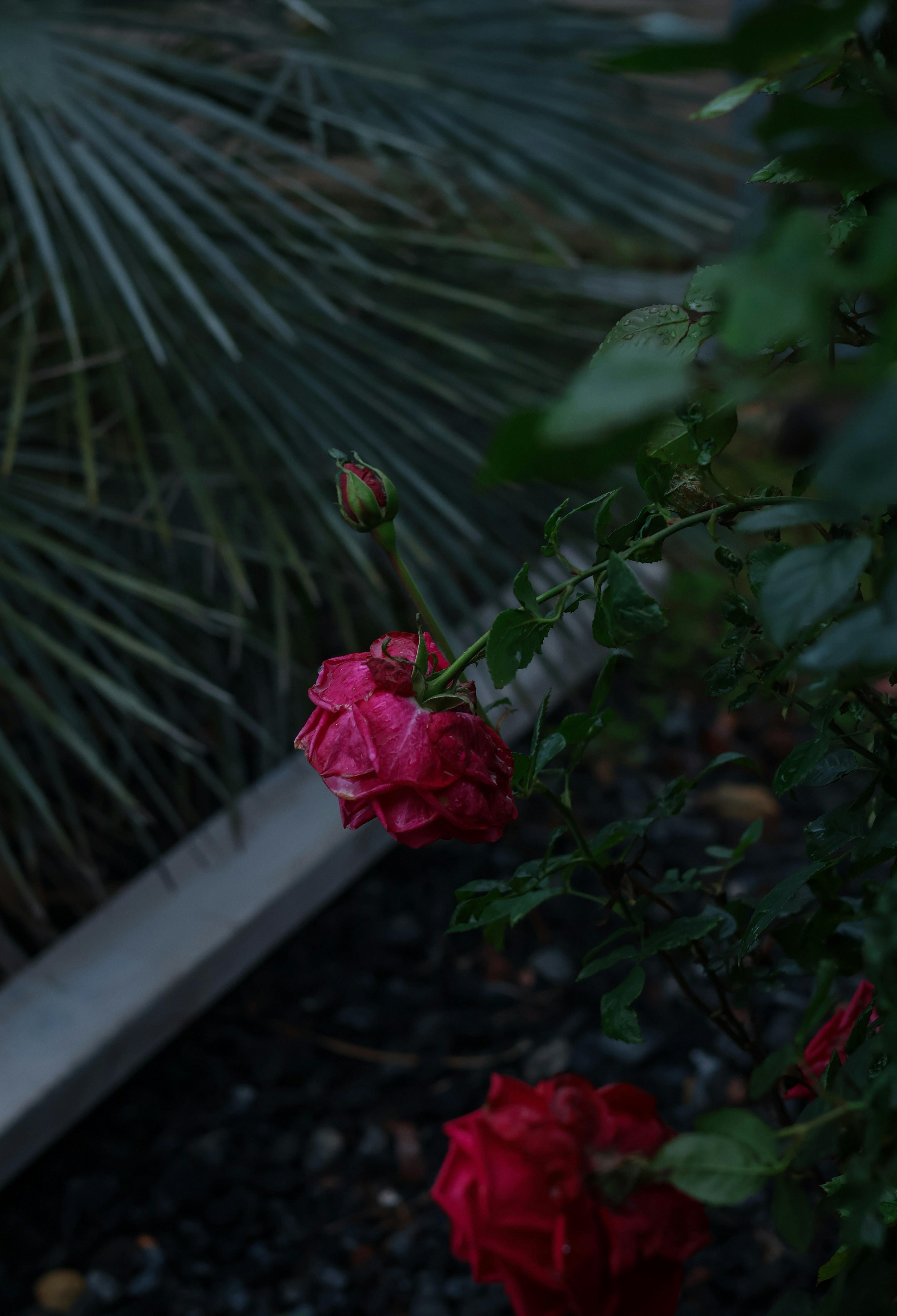 Crimson Rose in Dusk's Quiet Garden