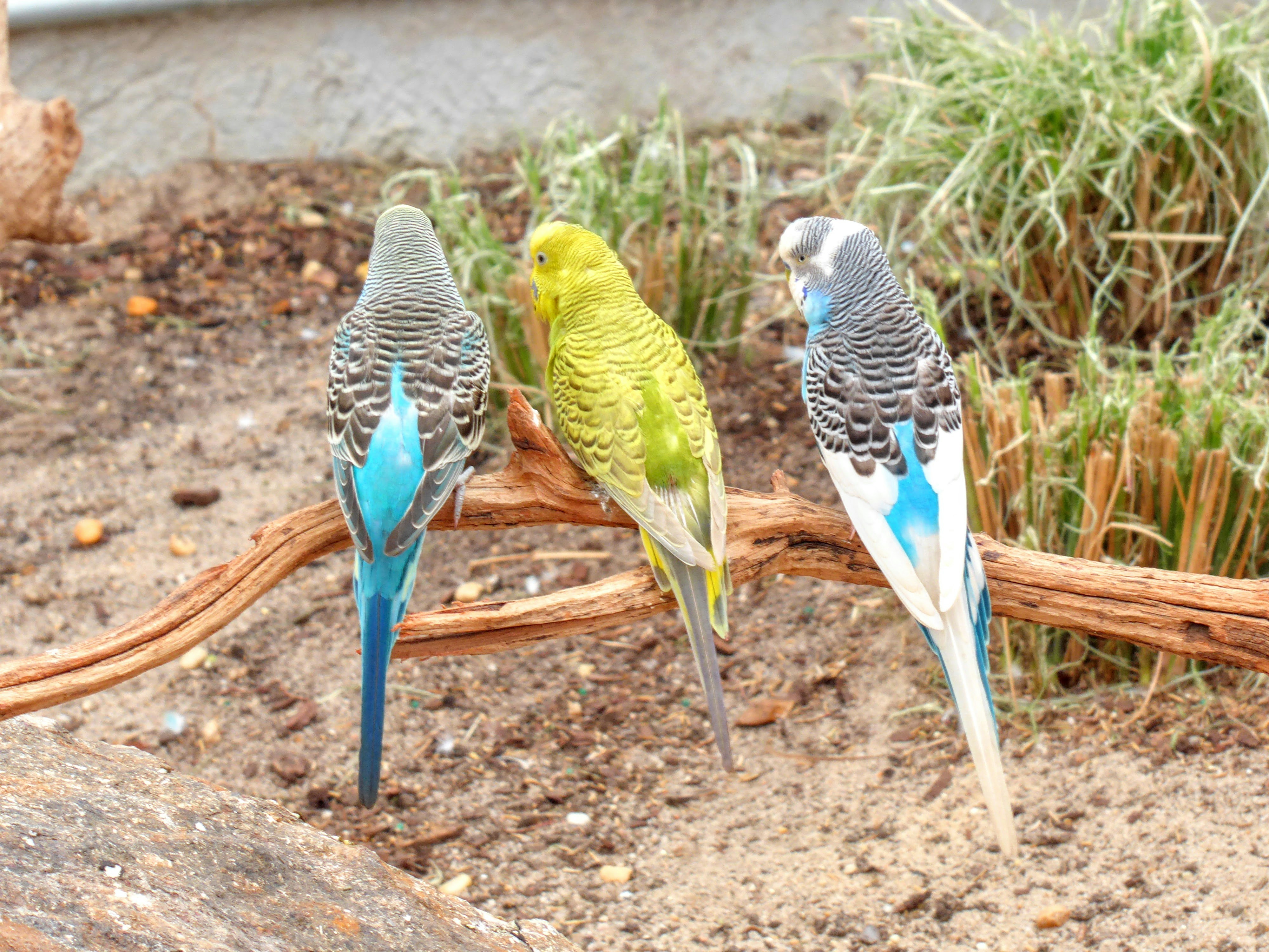 Three budgerigars perched on a weathered branch in a sunlit yard, showcasing blue and green plumage.