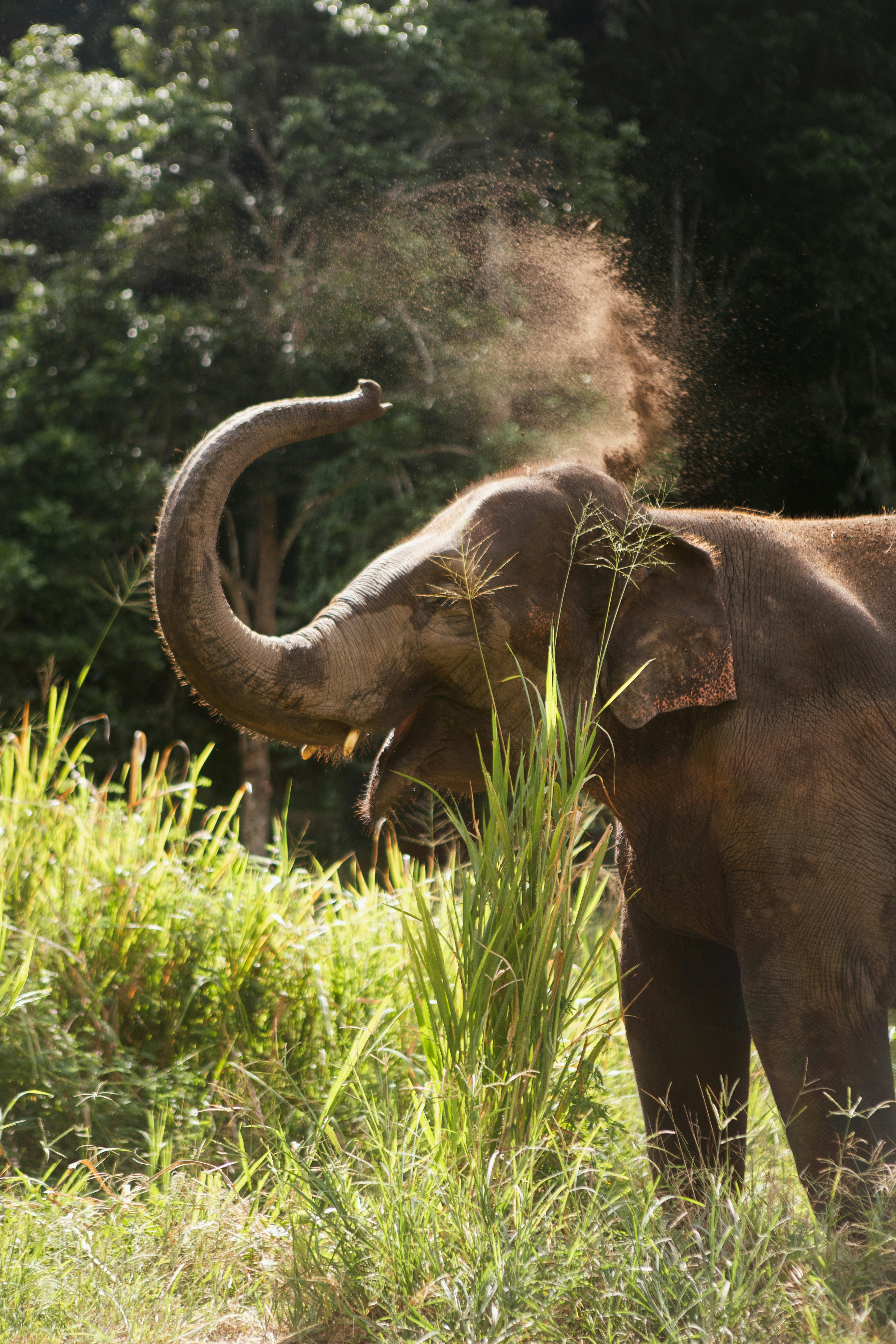 Dusty Elegance: An Elephant in Mid-Stride