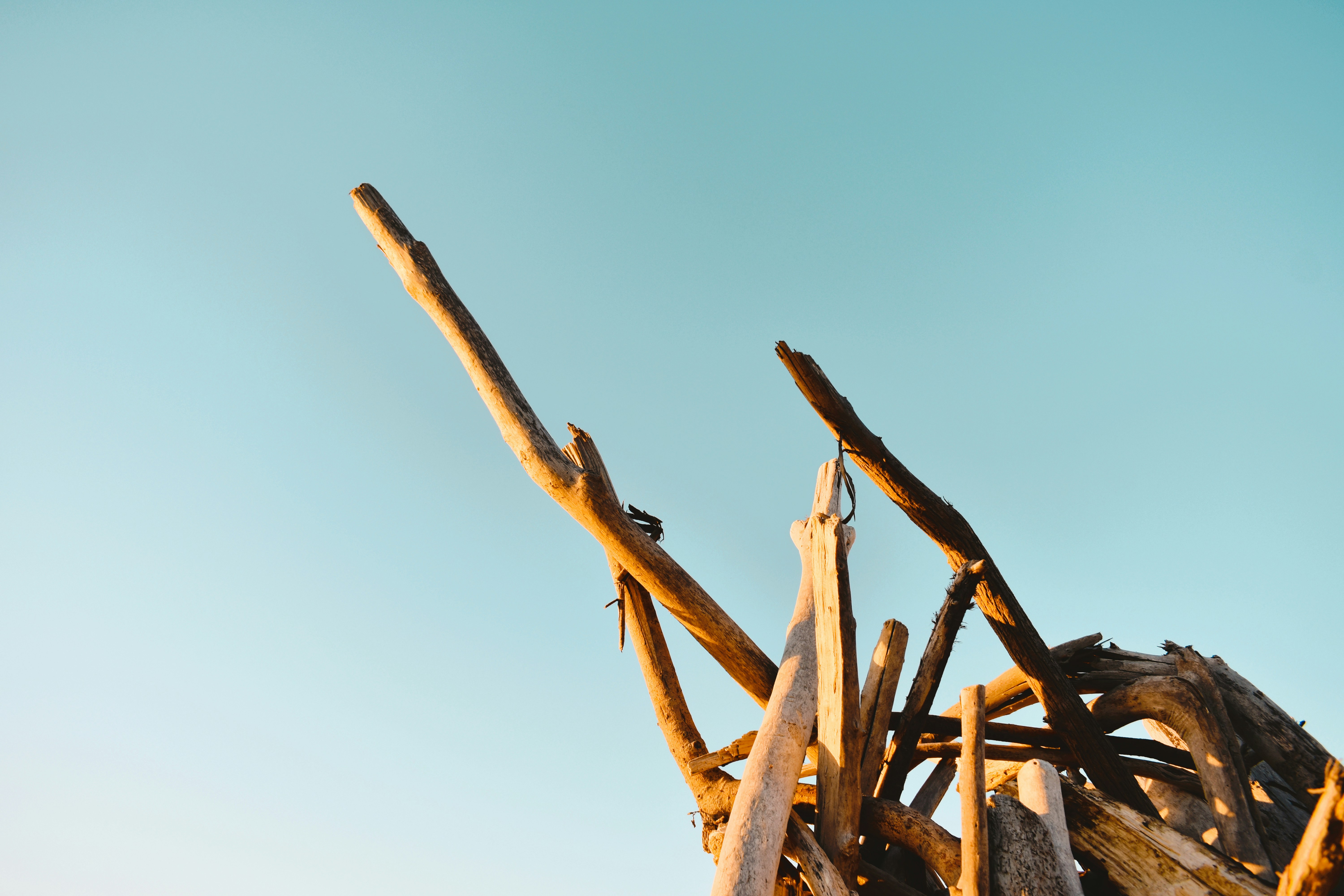 Sunlit driftwood branches reach upward against a clear blue sky.