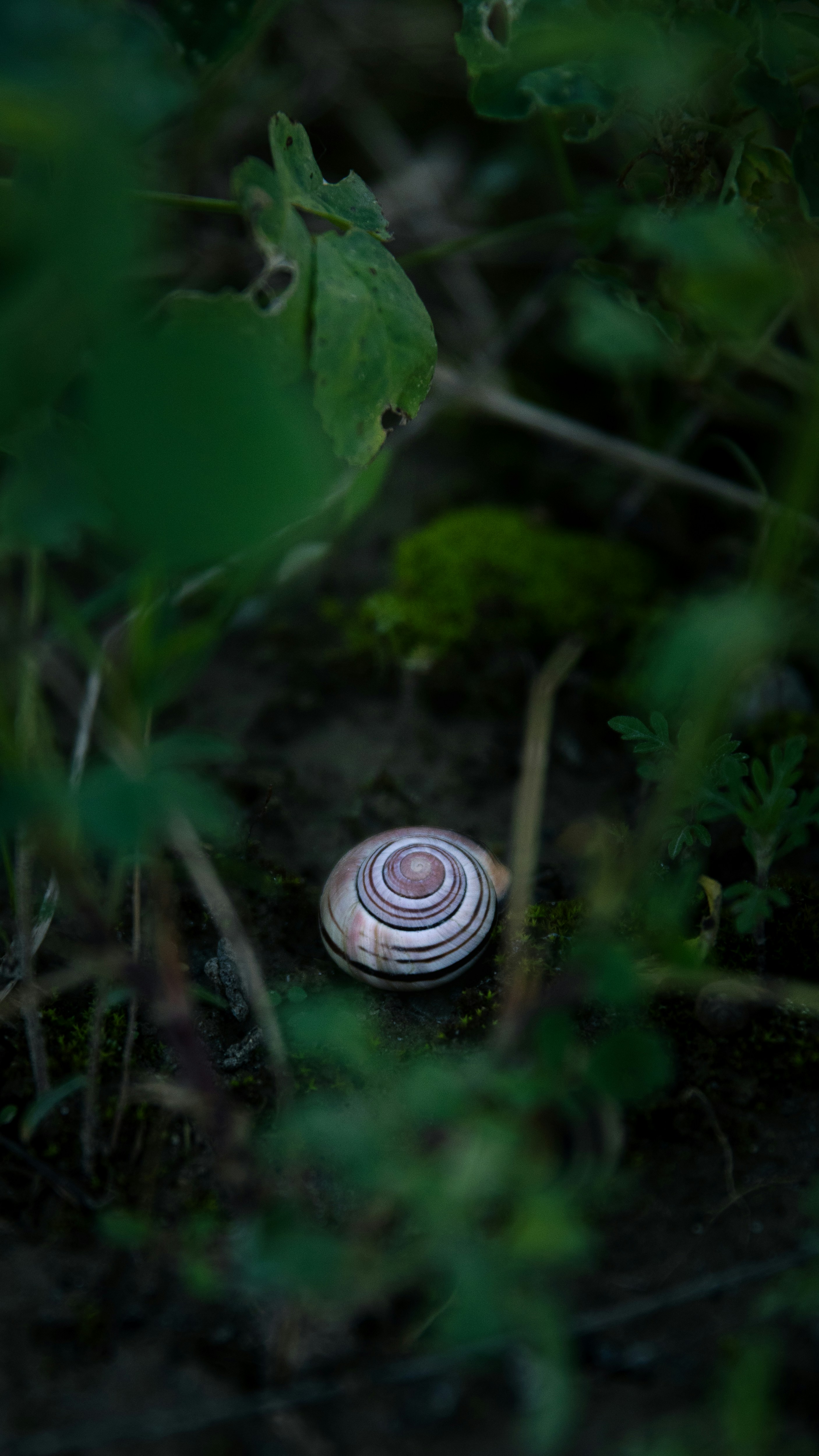 A small snail shell rests on the grass floor, surrounded by soft greenery. The muted lighting and shallow depth of field add a sense of quiet solitude.